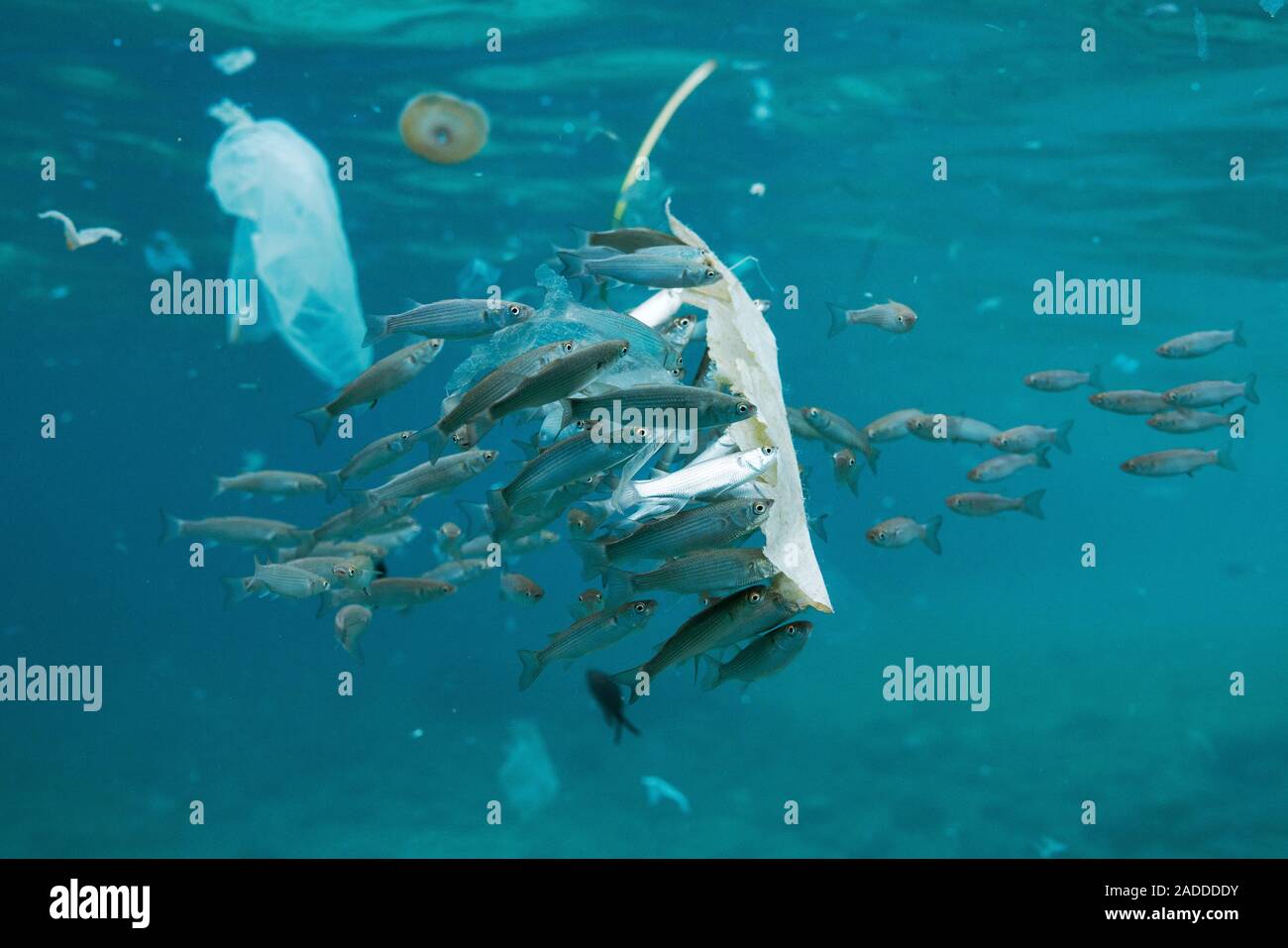 Fish with plastic waste floating in the sea. The fish are young mullets ...