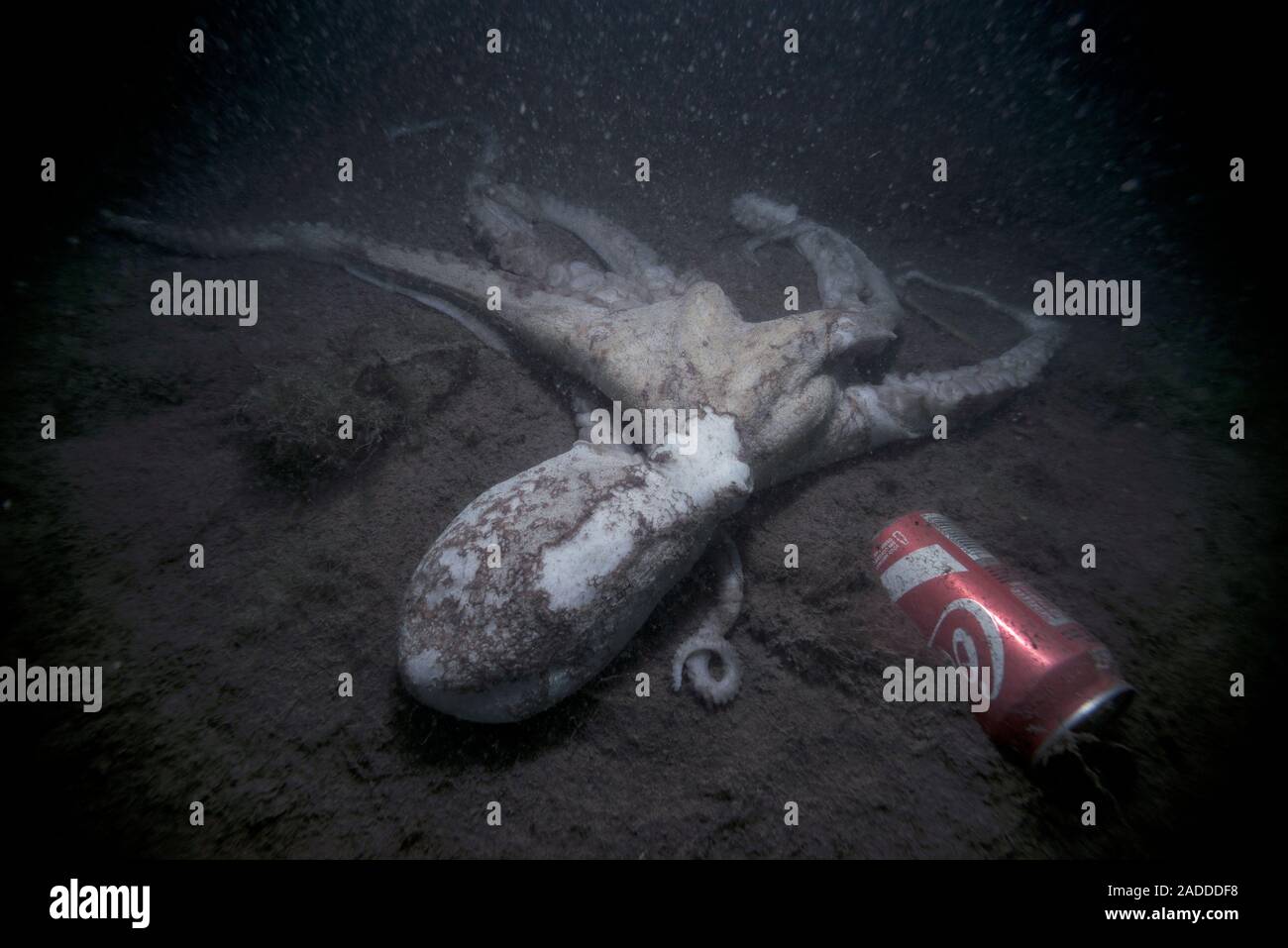 Octopus by discarded drinks can. Common octopus (Octopus vulgaris) on ...