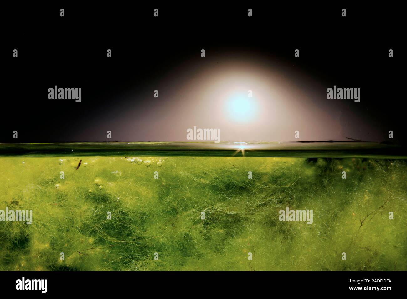 Marine eutrophication, with filamentous green algae in the water ...
