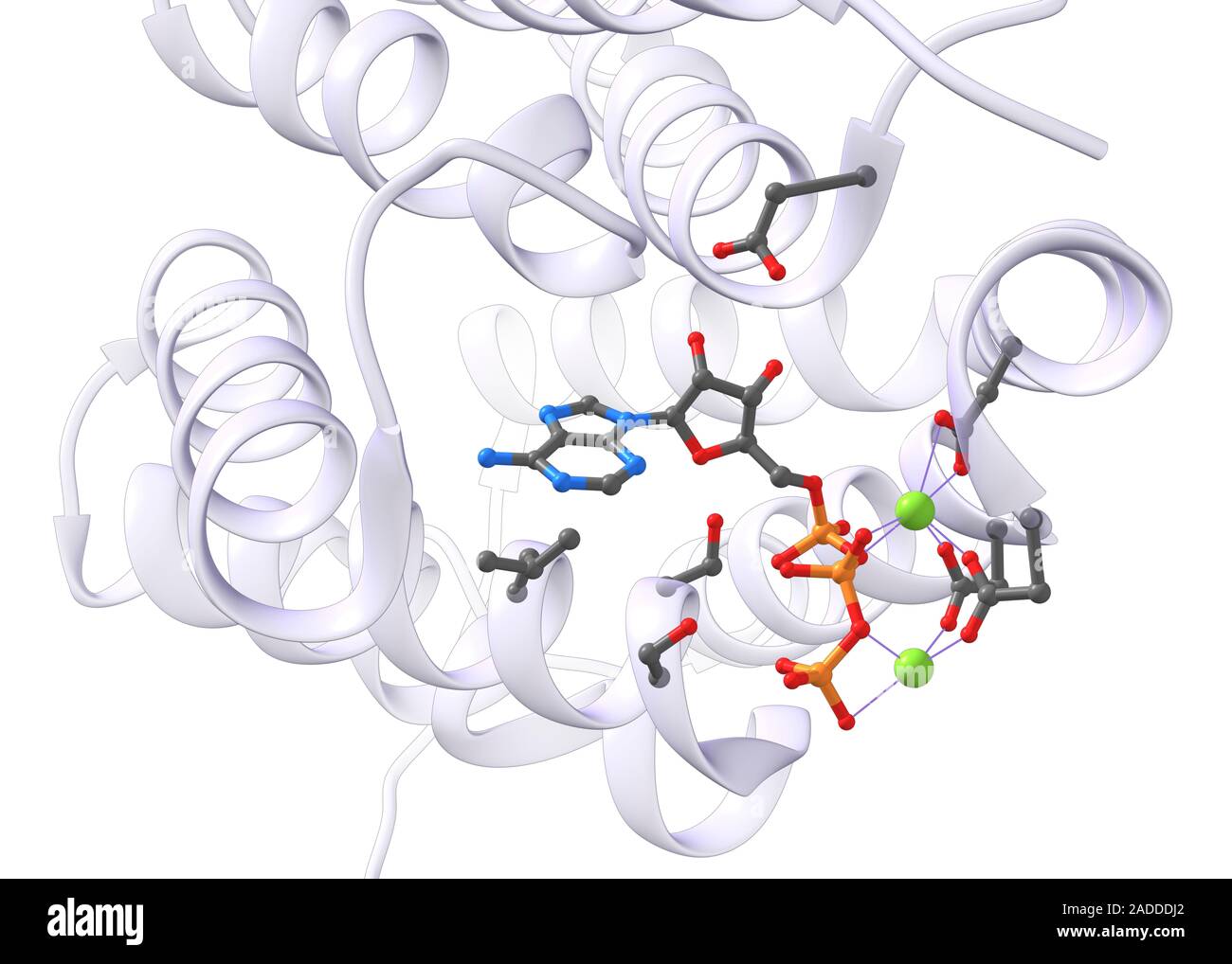 Illustration of a model of ATP (adenosine triphosphate) in its bonding ...