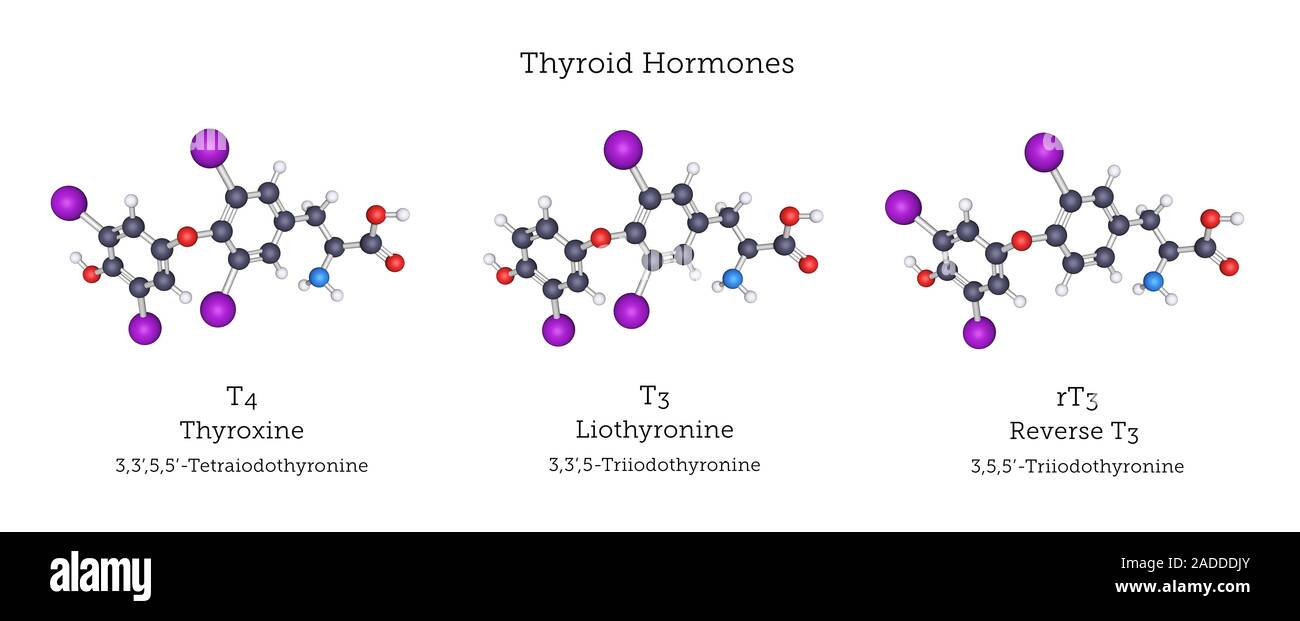 Thyroid hormones, molecular structures. Thyroid hormones regulate ...