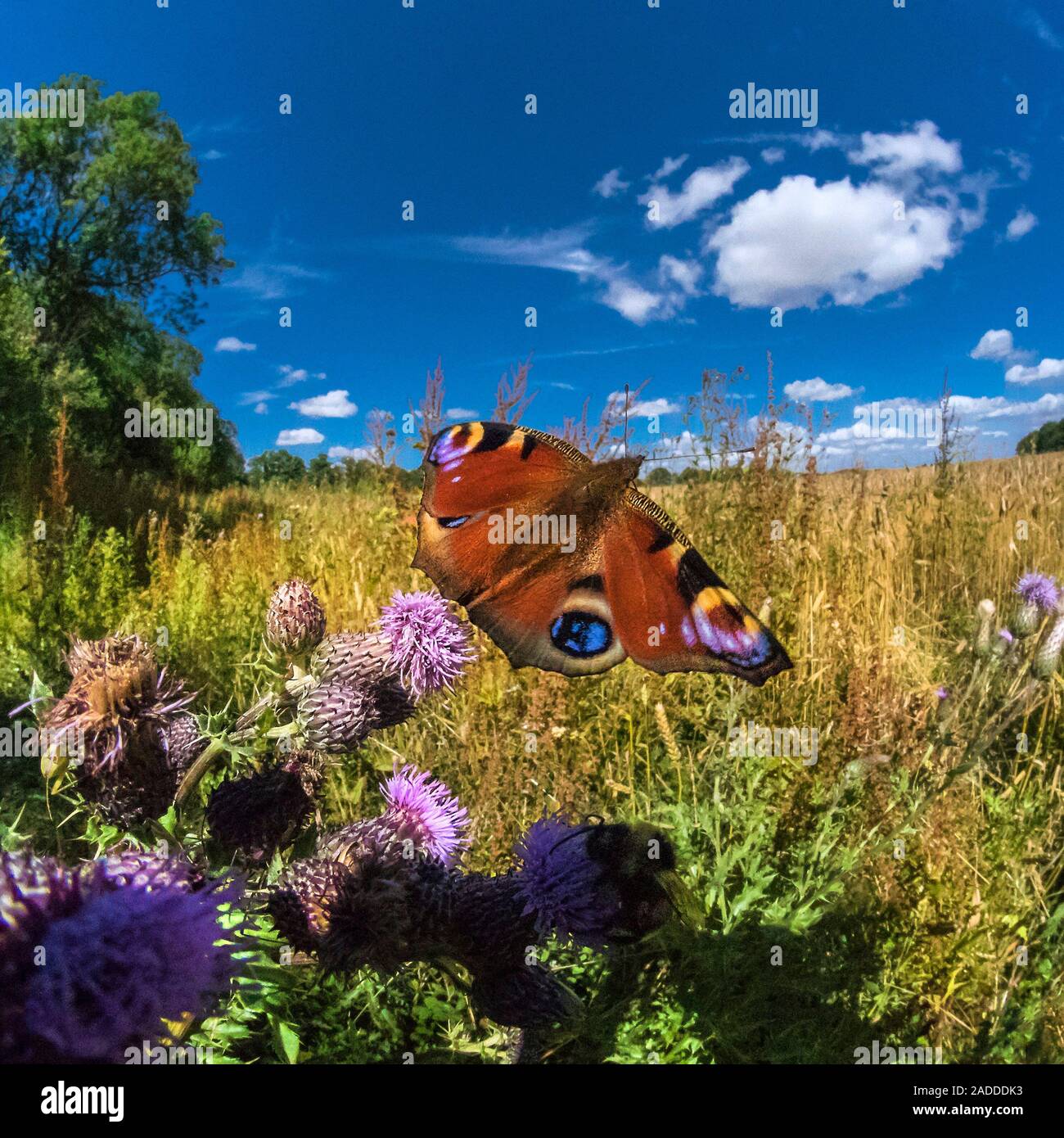 Peacock butterfly (Inachis io) in flight over creeping thistles, high ...