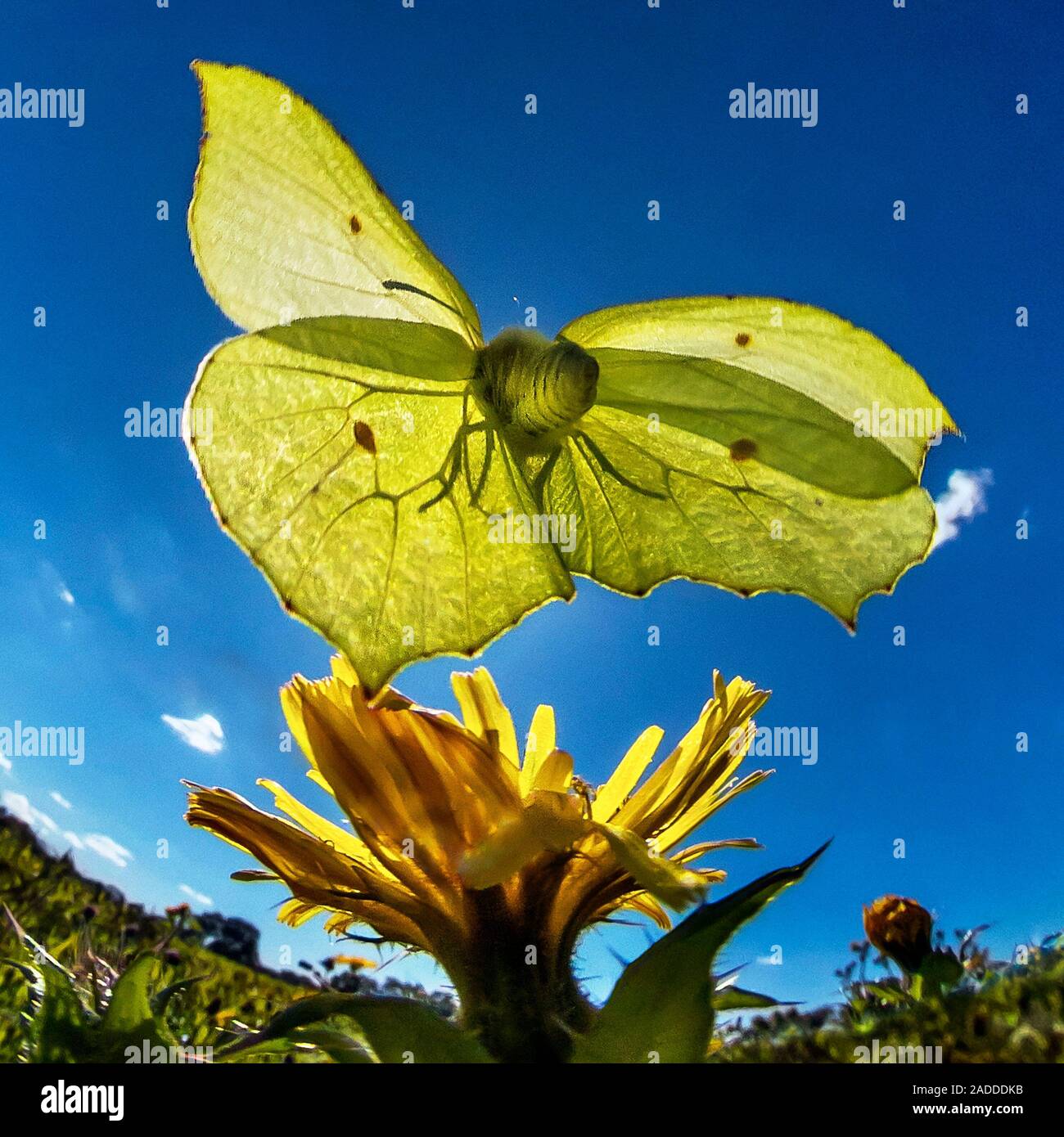 Brimstone butterfly (Gonepteryx rhamni) taking off from an ox-tongue ...