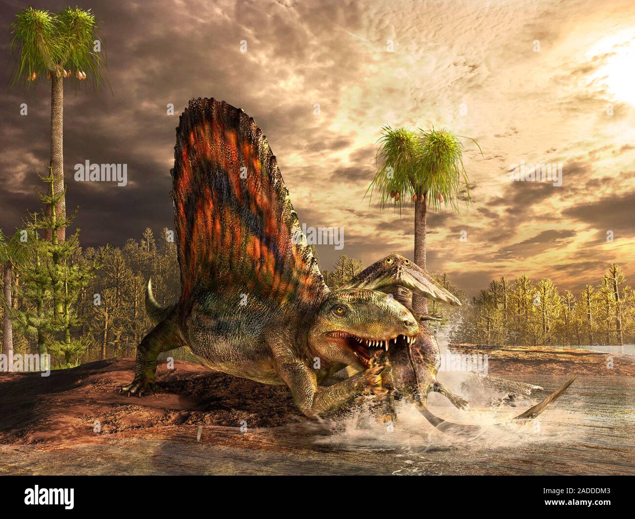 Dimetrodon catching its prey, illustration. This extinct prehistoric ...
