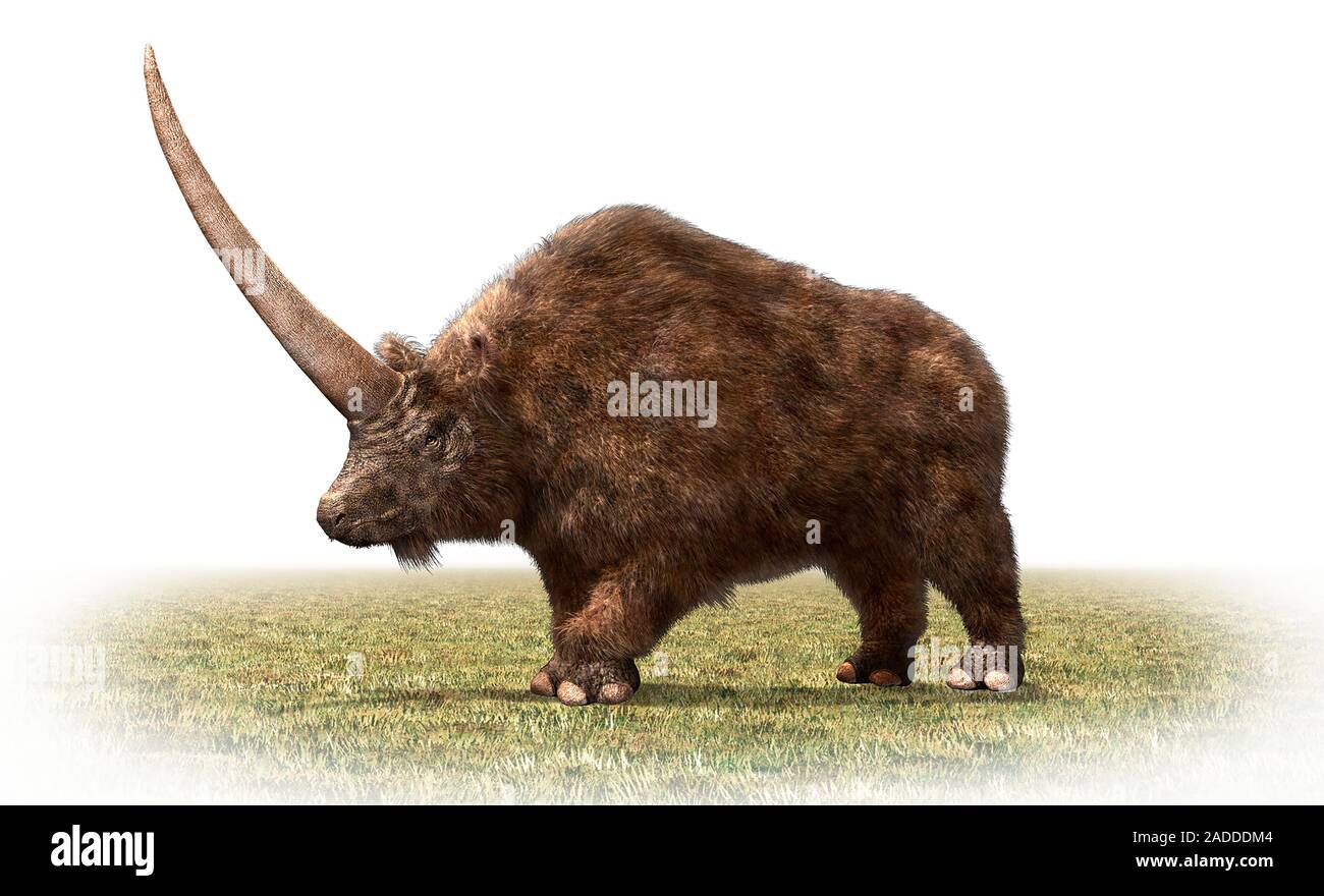 Elasmotherium, illustration. This extinct prehistoric mammal was a ...