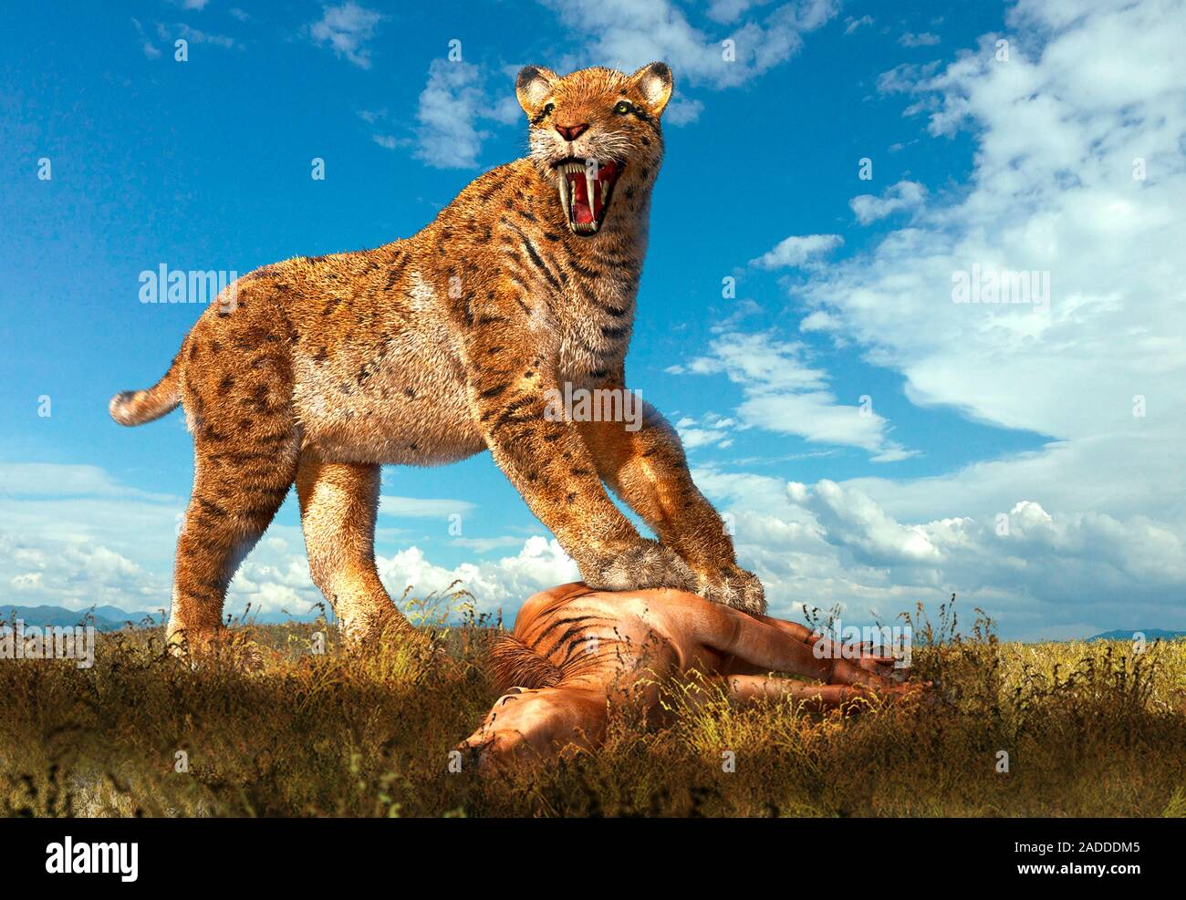 Smilodon sabretooth cat with its prey, illustration. This extinct ...