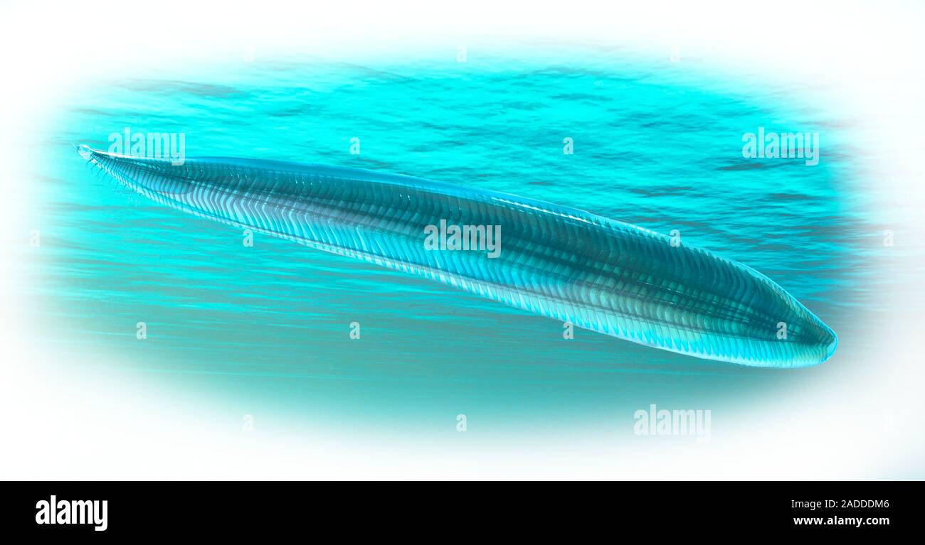 Pikaia swimming in a Cambrian sea. Illustration of Pikaia gracilens, an ...