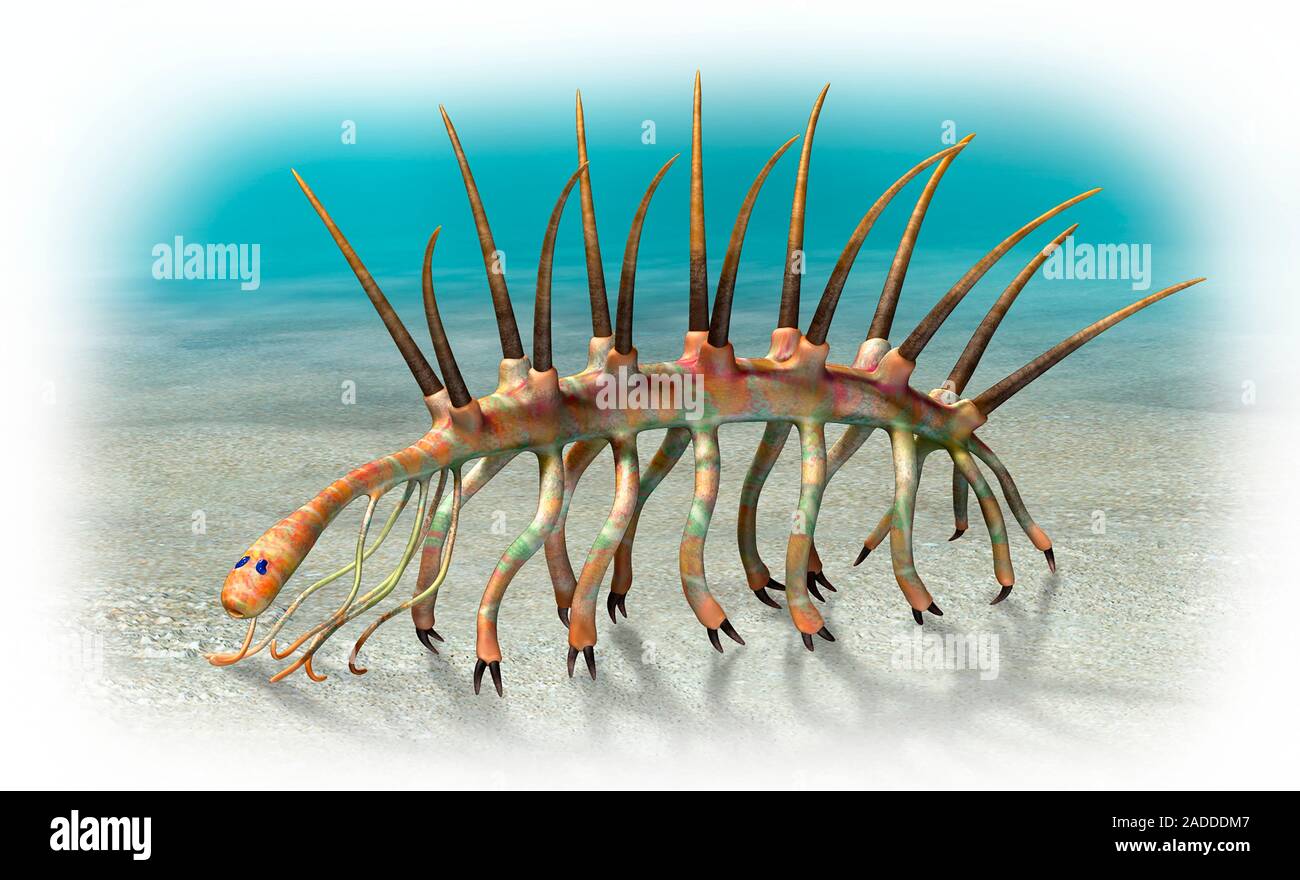 Hallucigenia sparsa invertebrate on a seabed, illustration. This ...