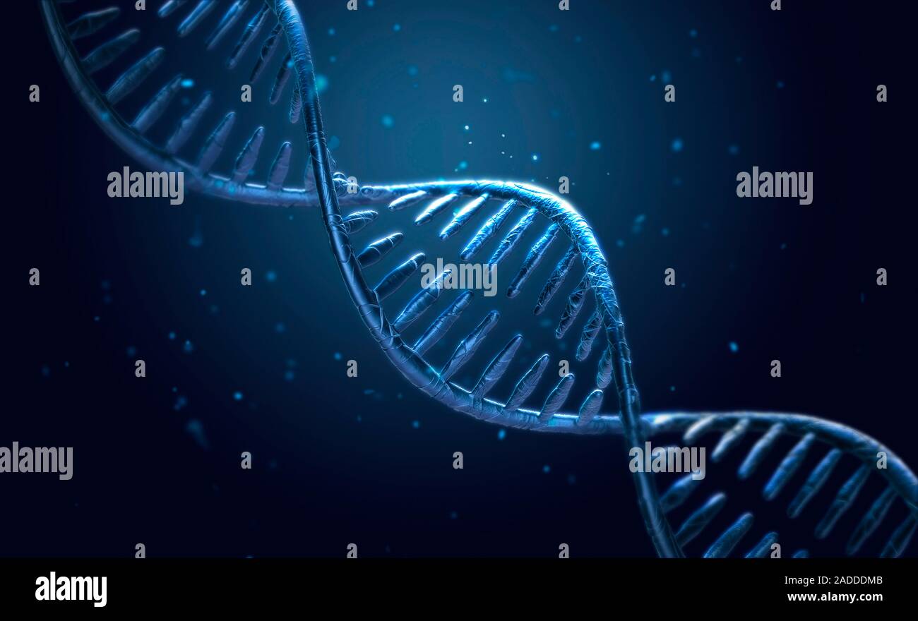 DNA double helix, illustration. Deoxyribonucleic acid (DNA) consists of ...
