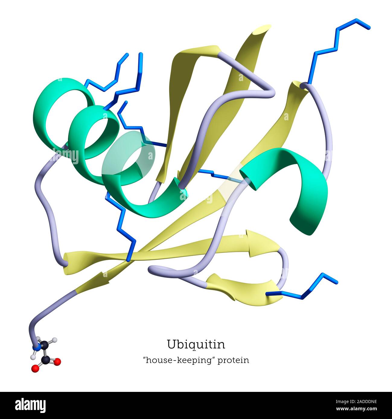 Ubiquitin signalling protein structure. Ubiquitin is a regulatory ...