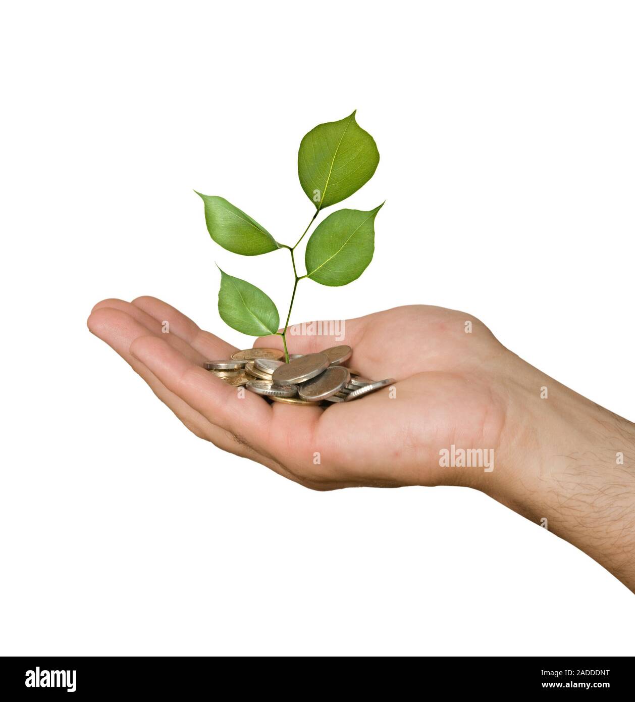 Palm with a tree growing from pile of coins Stock Photo - Alamy