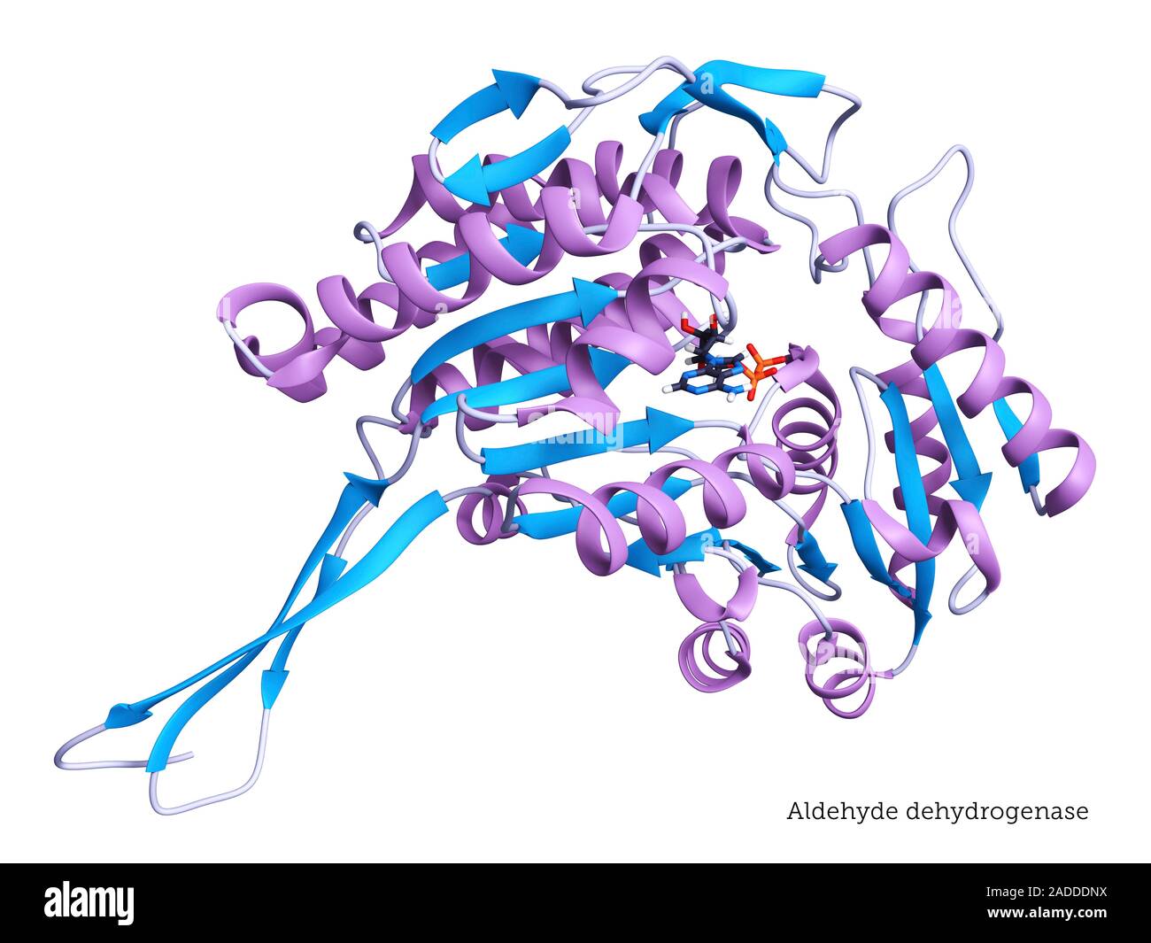 Aldehyde dehydrogenase enzyme structure. Alcohol dehydrogenase (ALDH ...