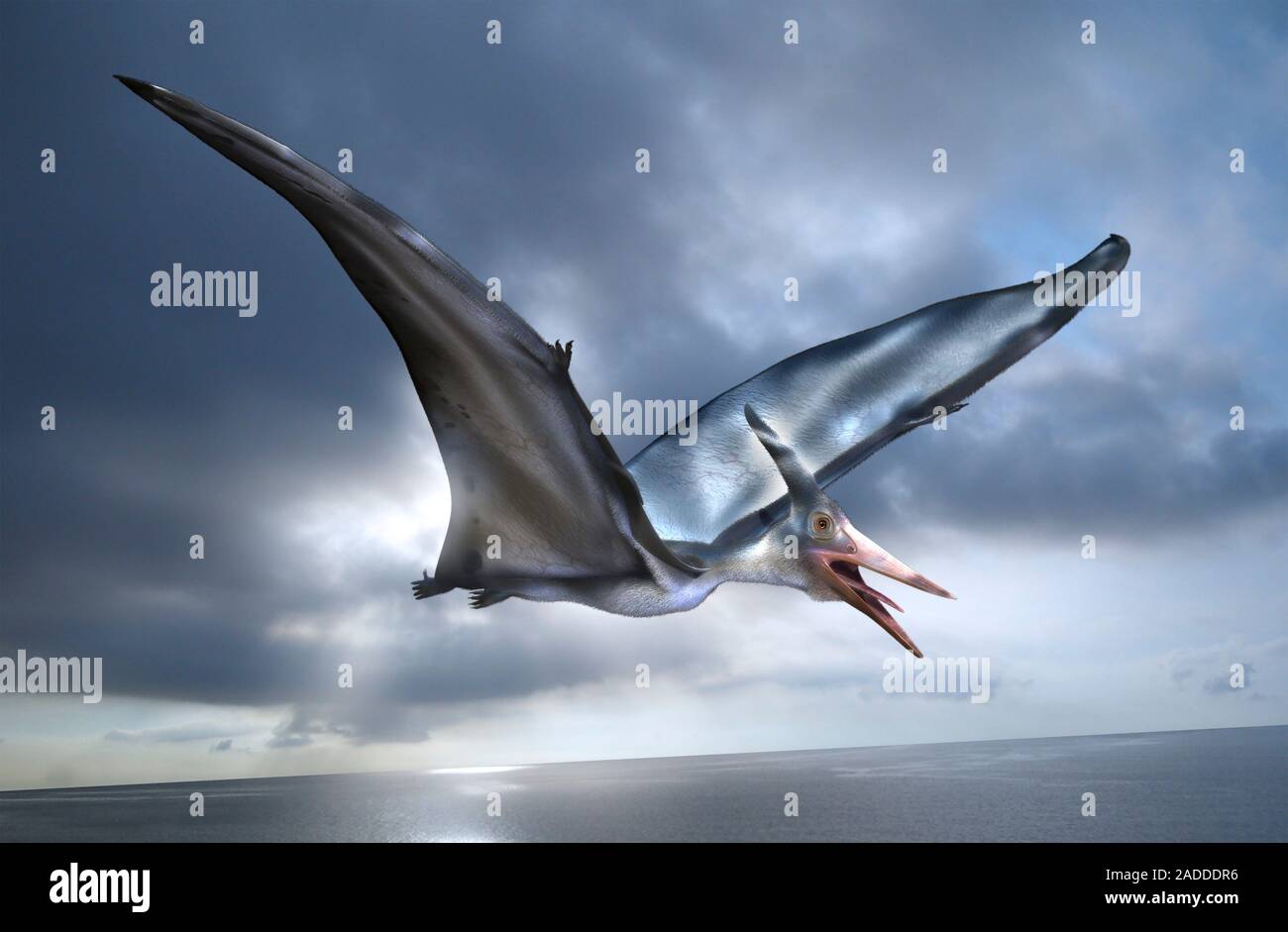 Pterosaur flying reptile. Illustration of a Pteranodon sternbergi ...