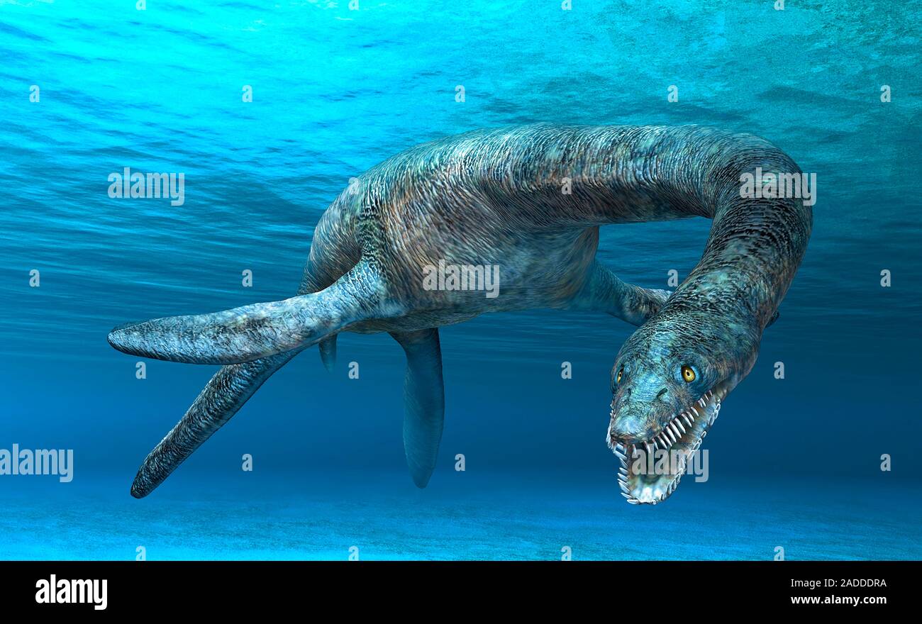 Futabasaurus plesiosaur, illustration. Plesiosaurs were marine reptiles ...