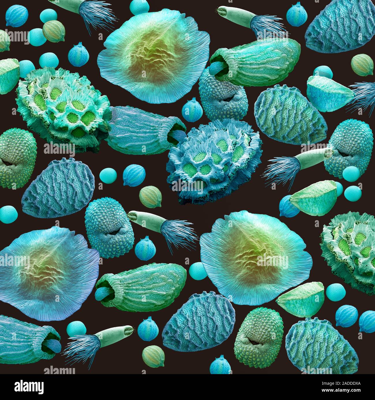 Seeds. Composite coloured scanning electron micrograph (SEM) of a ...