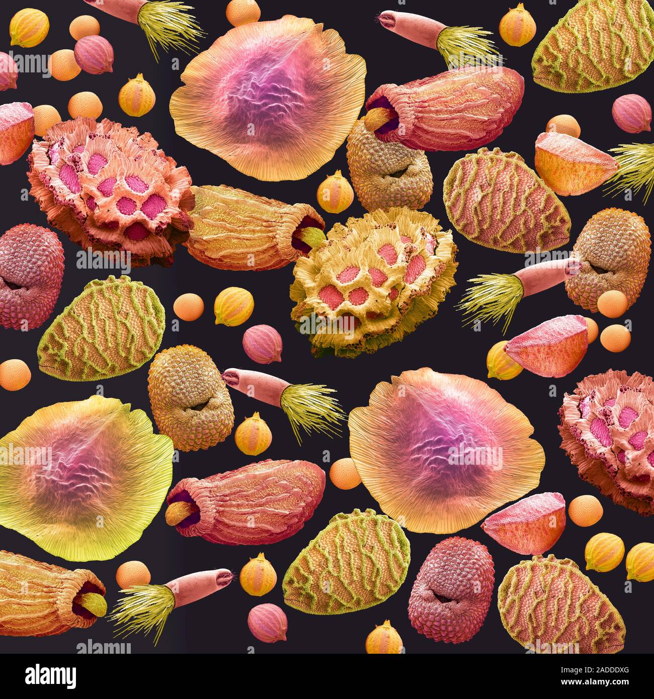 Seeds. Composite coloured scanning electron micrograph (SEM) of a ...