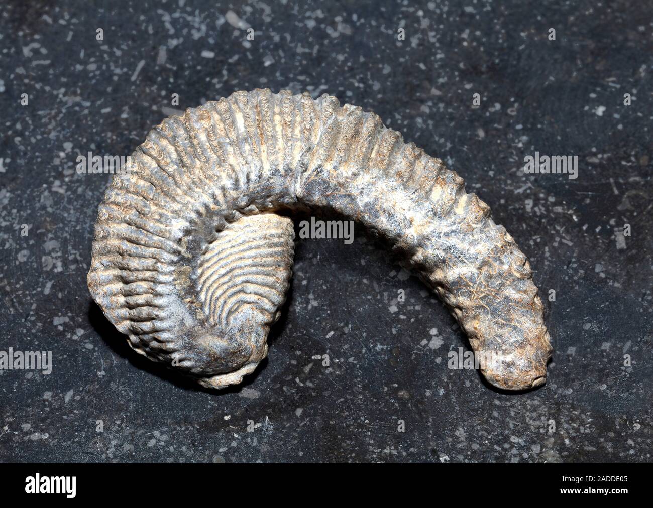 Lopha sp. (Alectryonia sp.) fossil oyster. This is a marine bivalve ...