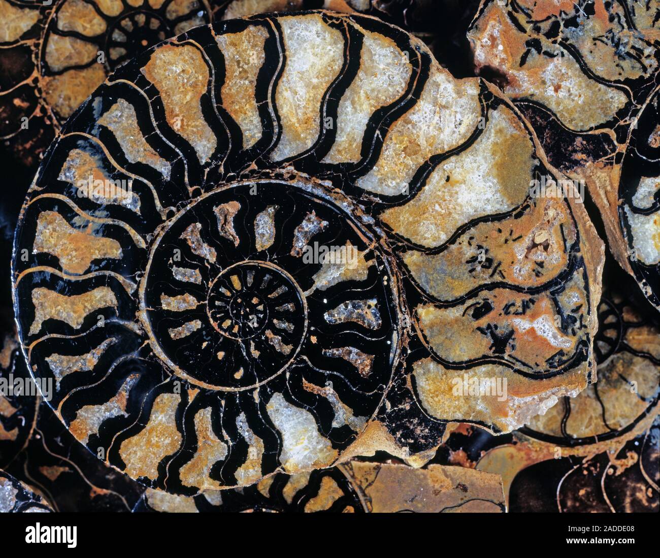 Shell of a fossil ammonite (Pseudolioceras sp.), sliced in half across ...