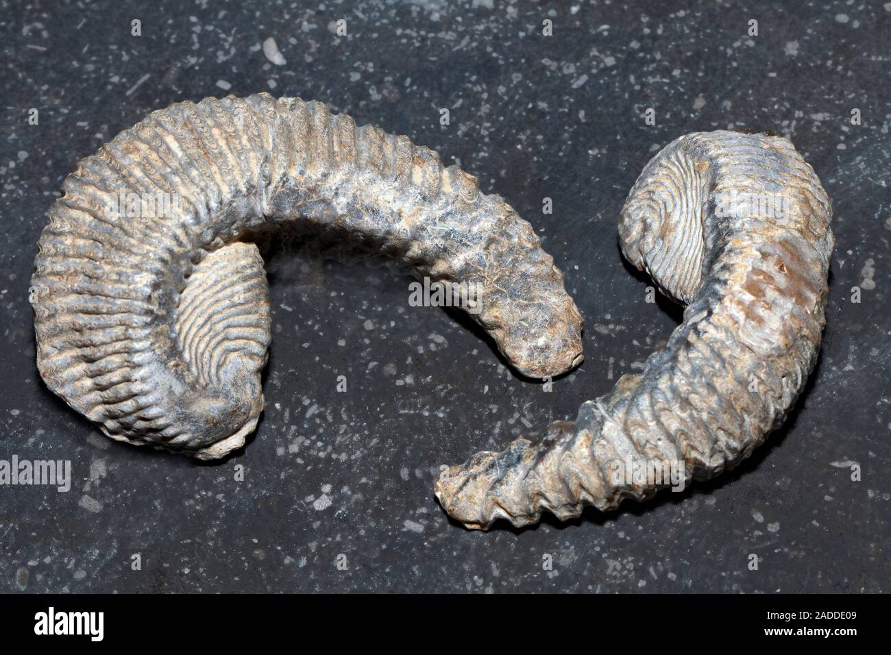 Lopha ap. (Alectryonia, sp.) fossil oysters. These are marine bivalve ...