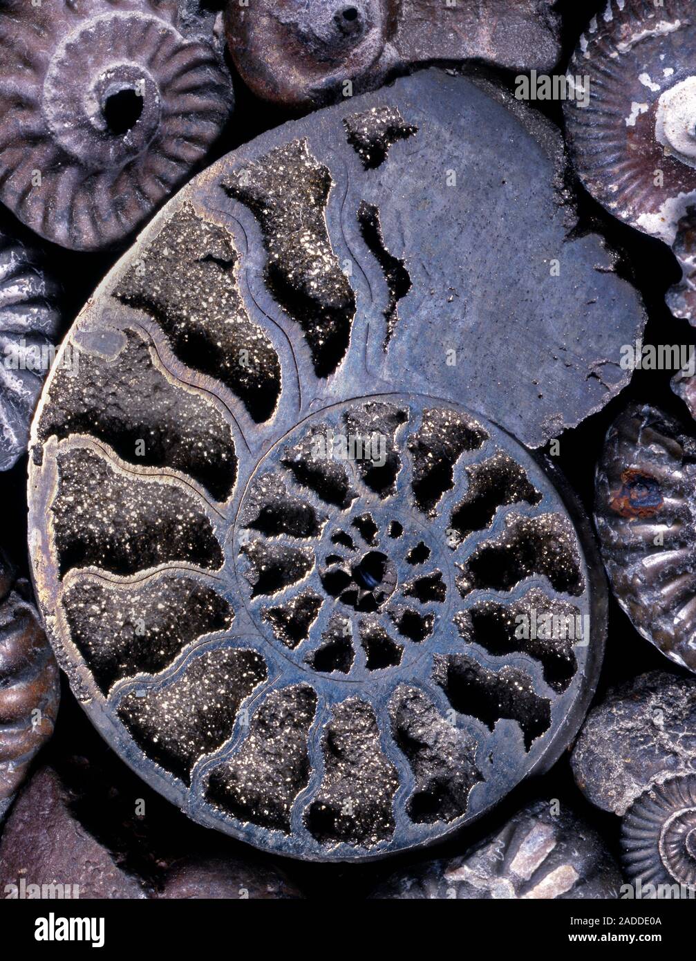 Shell of fossil ammonite sliced in half and polished across its plane ...