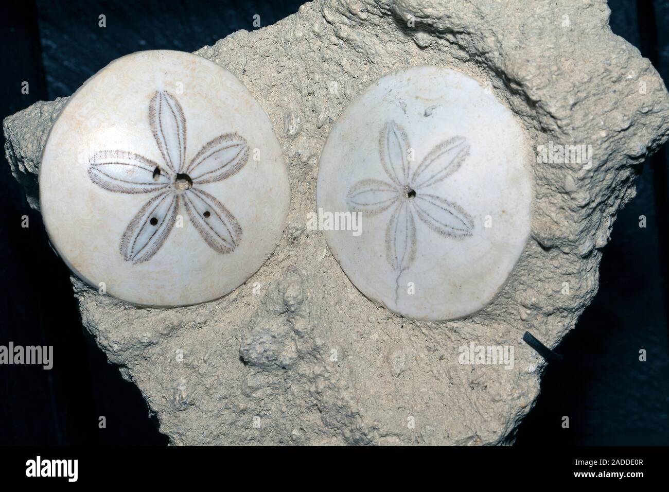 Scutella is an extinct genus of flat, marine sea urchins in the family ...
