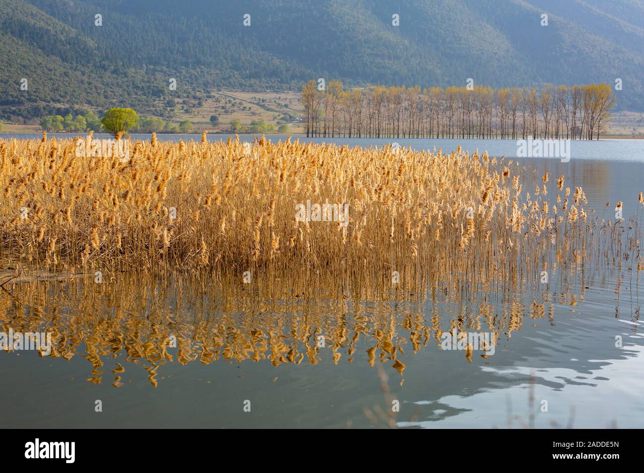 Stymphalia hi-res stock photography and images - Alamy