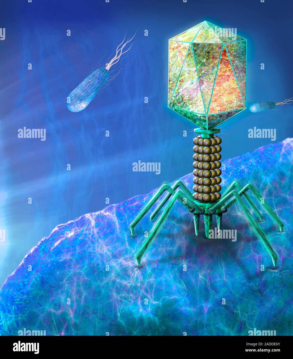 Bacteriophage on bacterium. Computer illustration of a bacteriophage virus particle (virion ...