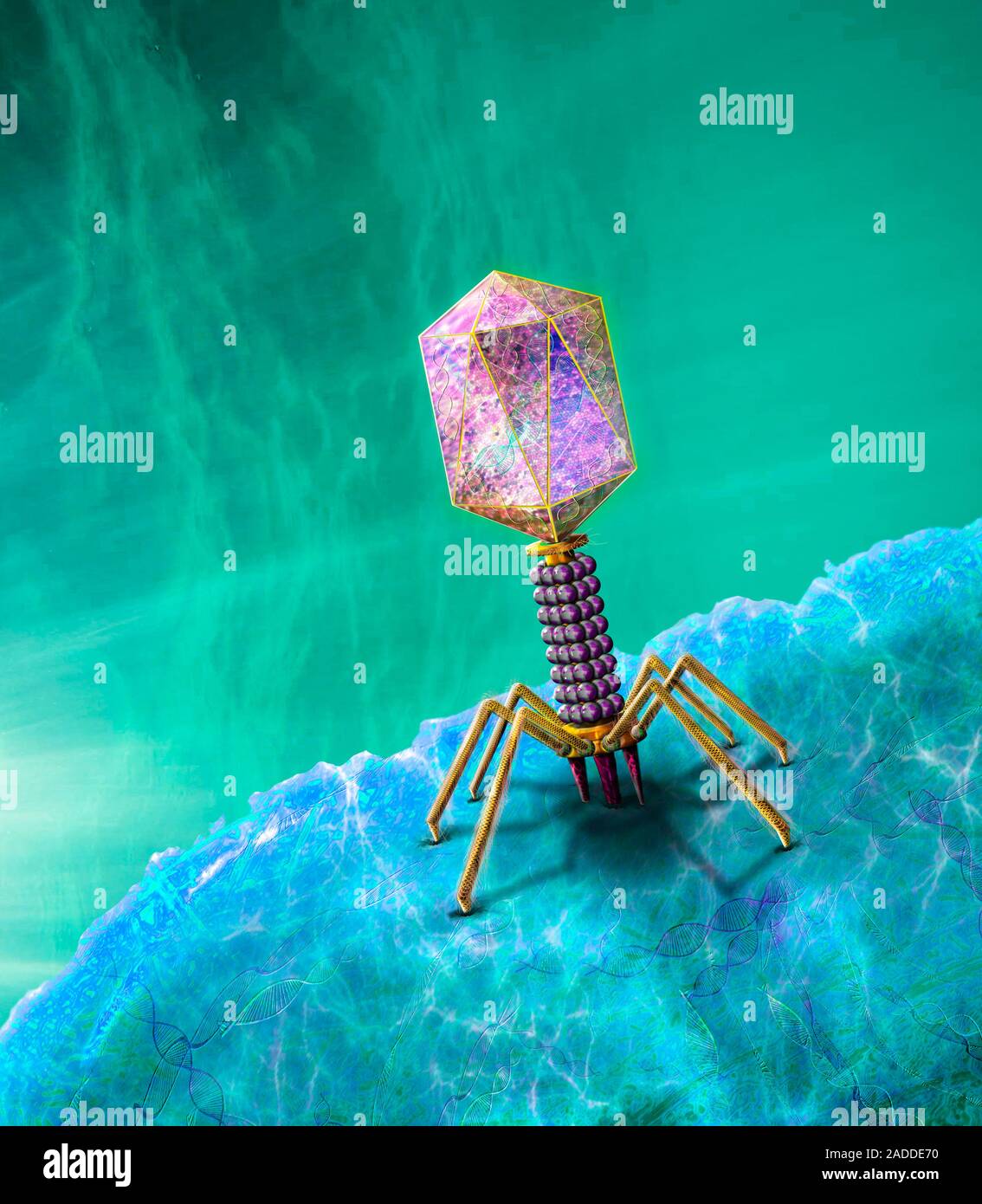 Bacteriophage on bacterium. Computer illustration of a bacteriophage ...