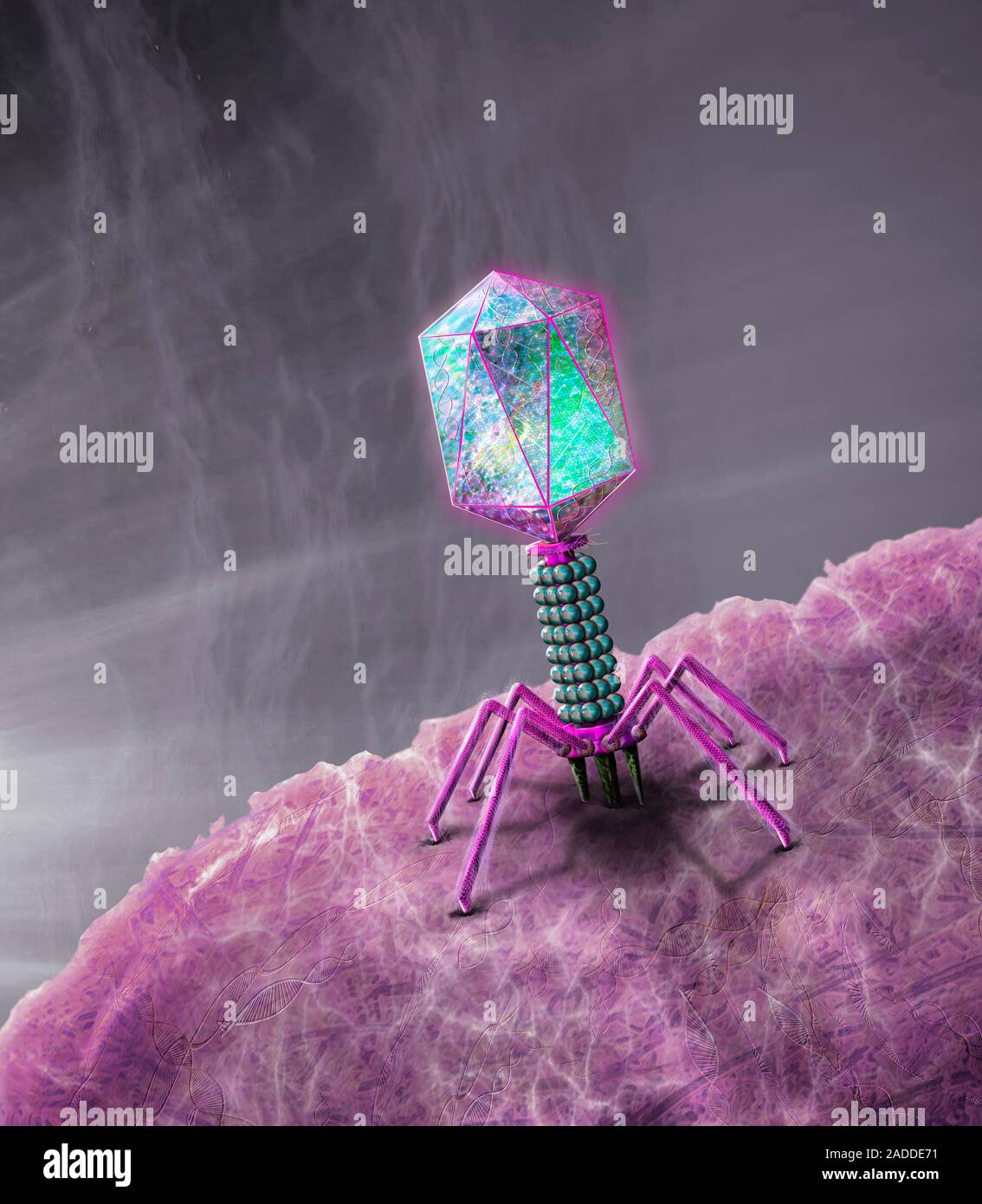 Bacteriophage on bacterium. Computer illustration of a bacteriophage ...