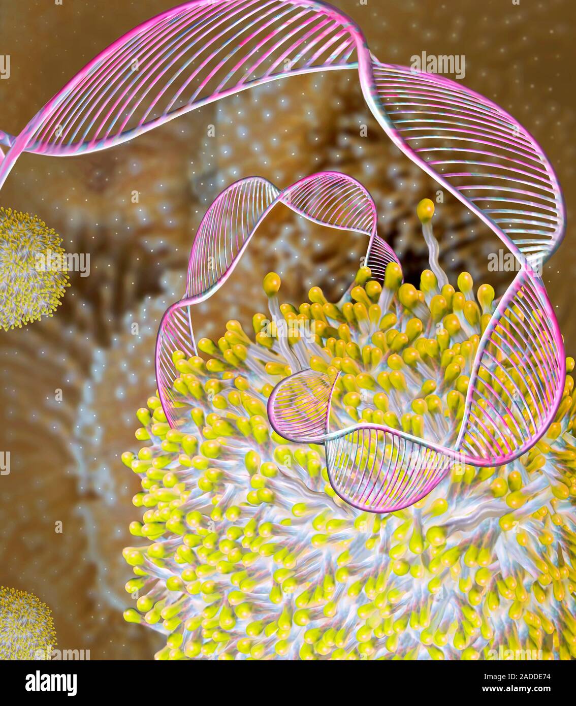 DNA and cells. Computer illustration of a DNA (deoxyribonucleic acid ...