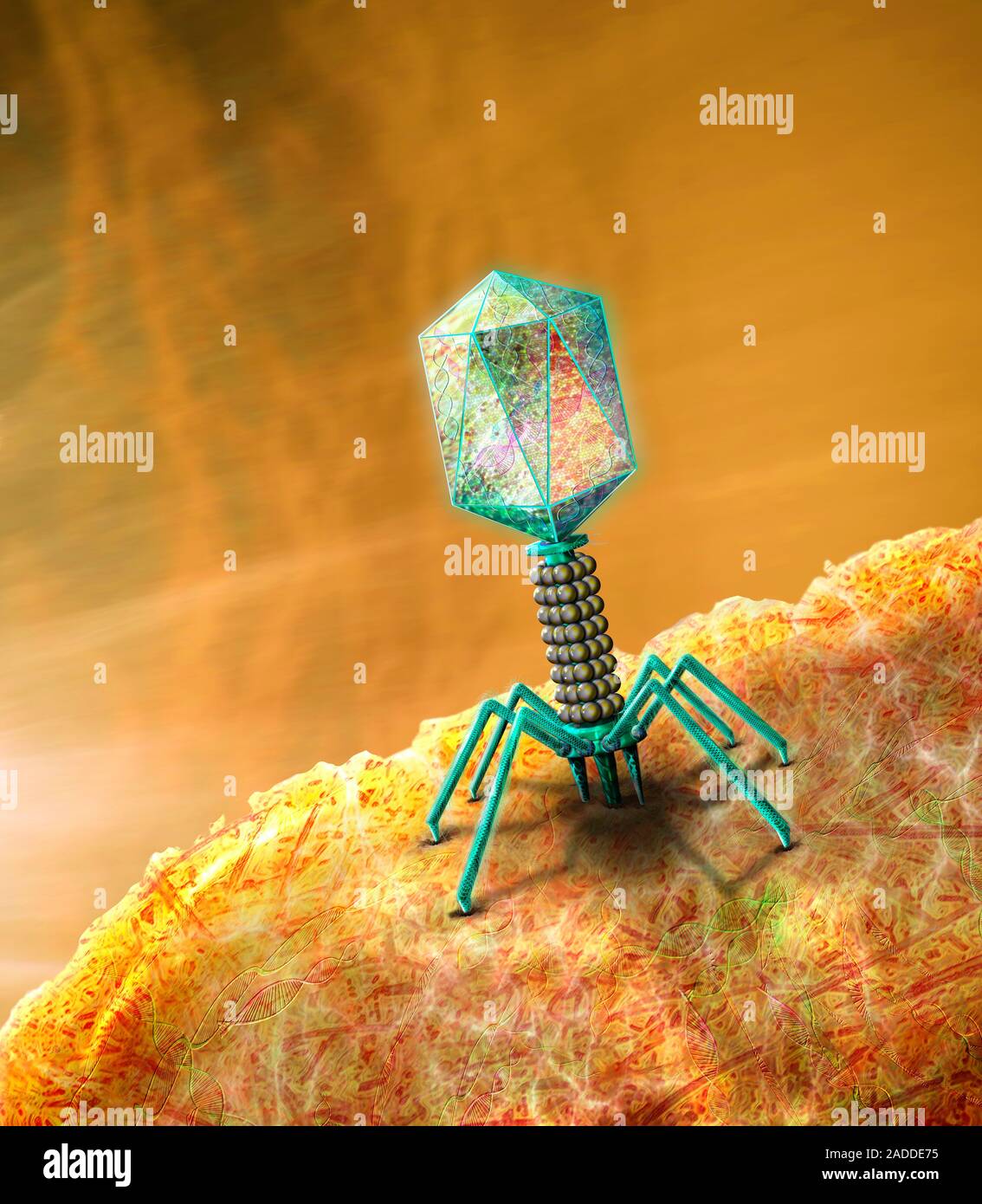 Bacteriophage on bacterium. Computer illustration of a bacteriophage ...