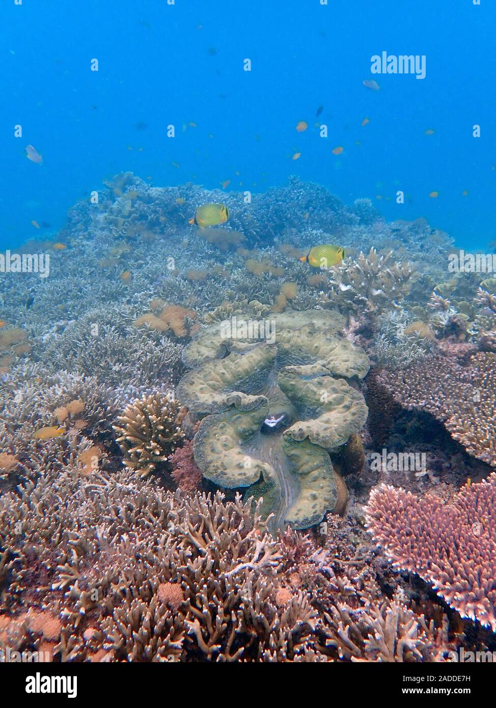 Giant clams (Tridacna gigas) on reef. Group of giant clams (centre ...