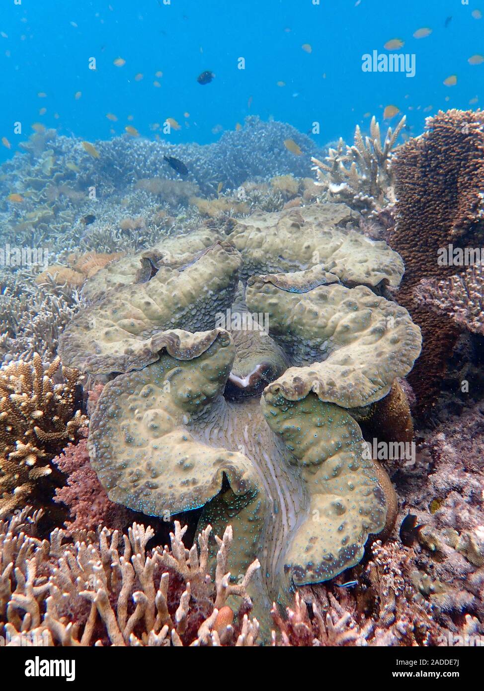 Giant clams (Tridacna gigas) on reef. Group of giant clams (centre ...