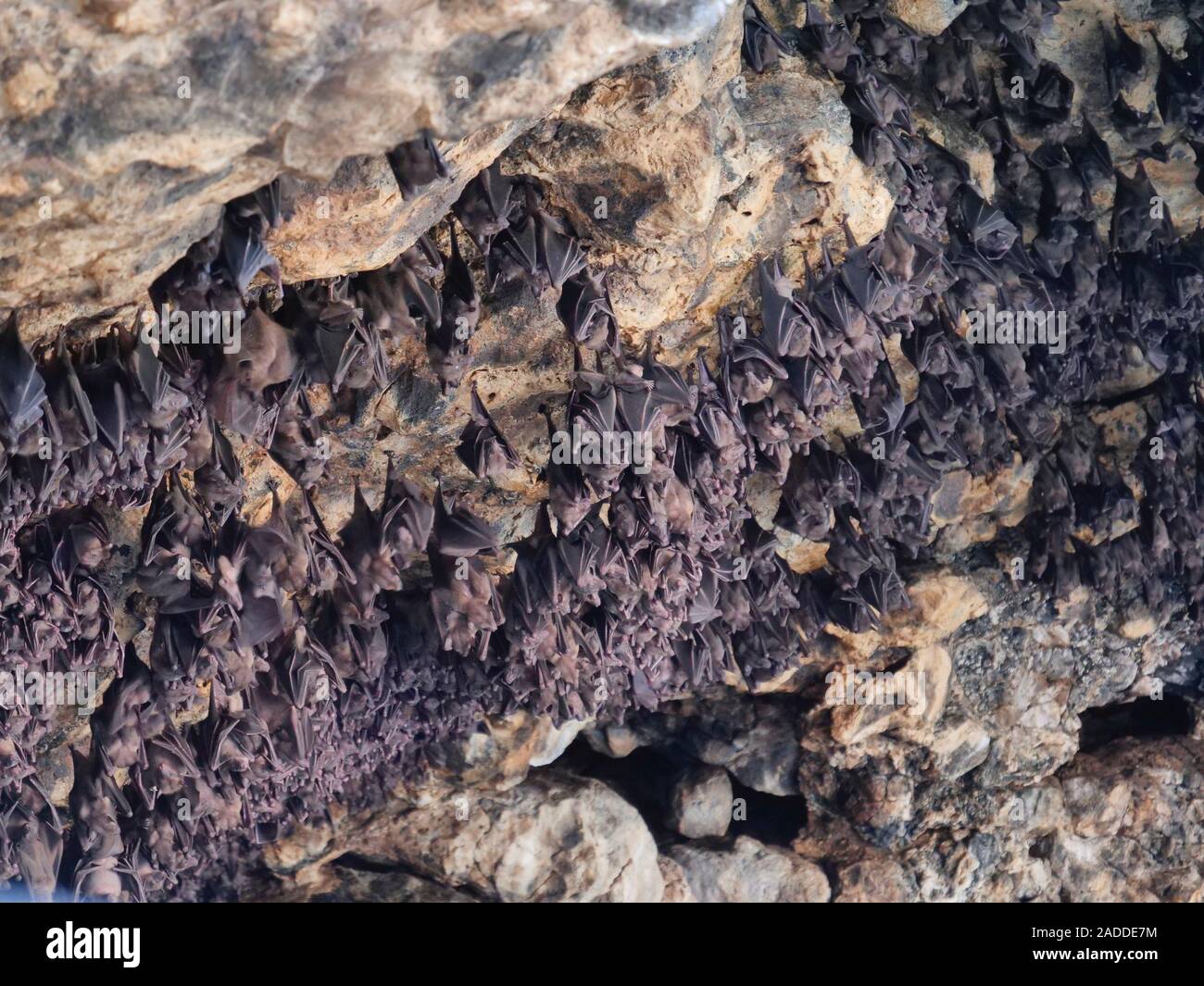 Bat colony. Colony of bats (order Chiroptera) roosting in a cave at the ...