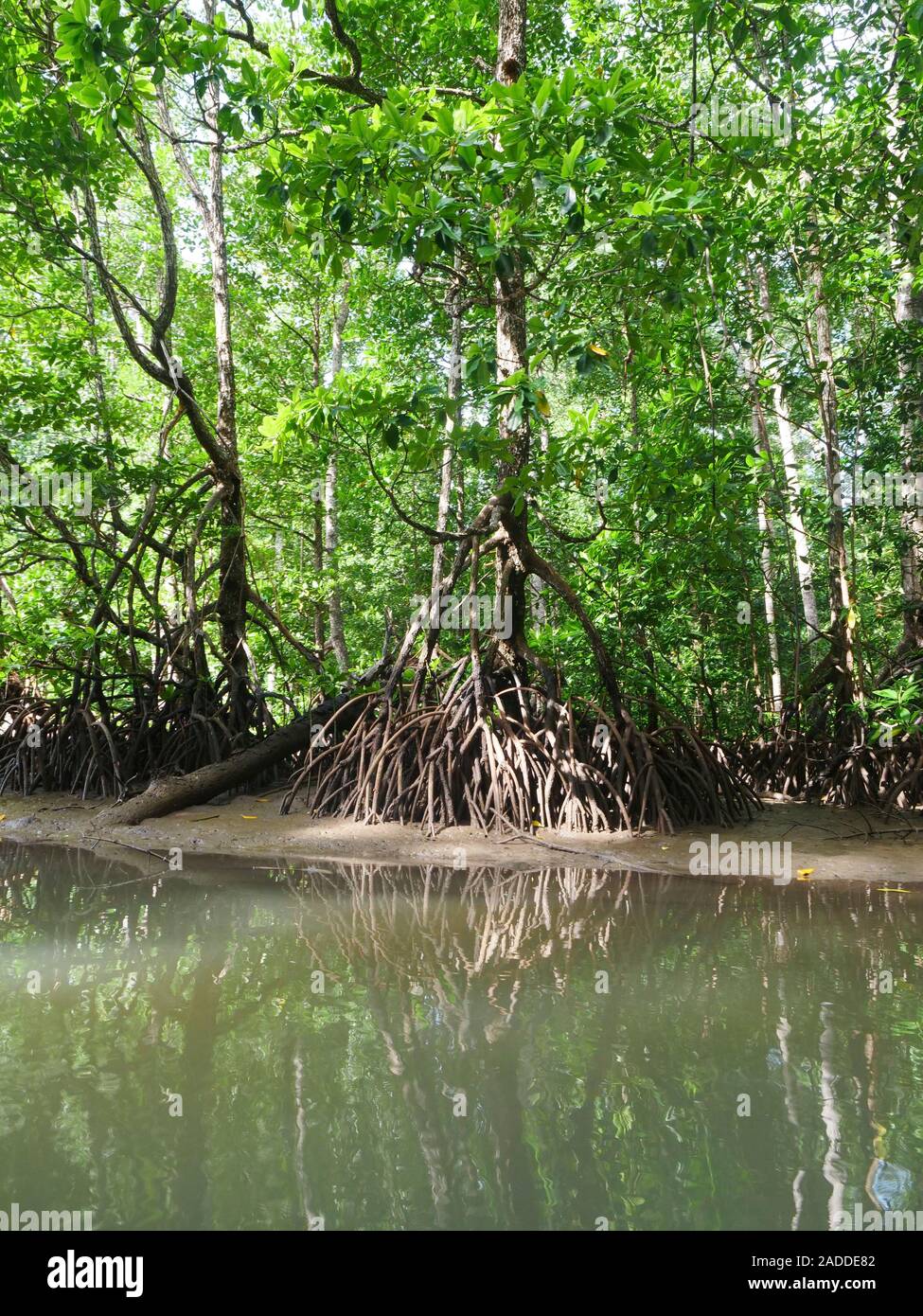 Mangroves. Mangroves growing in salt water, showing their exposed roots ...