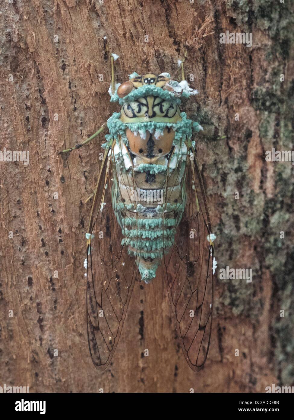 Cicada infected with fungus. Cicada (superfamily Cicadoidea) infected ...