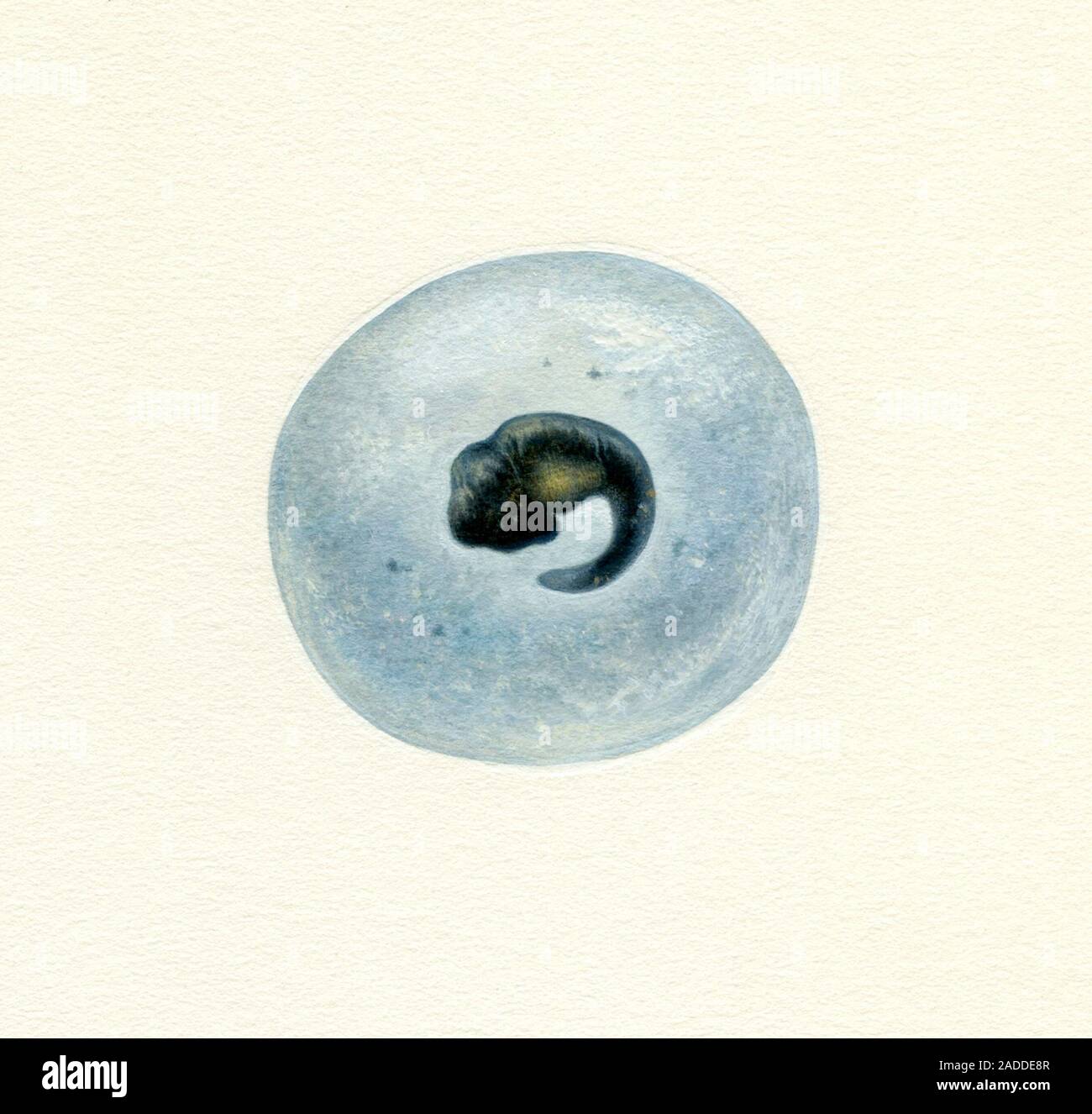 Amphibian egg. Computer illustration of the egg of a typical amphibian ...