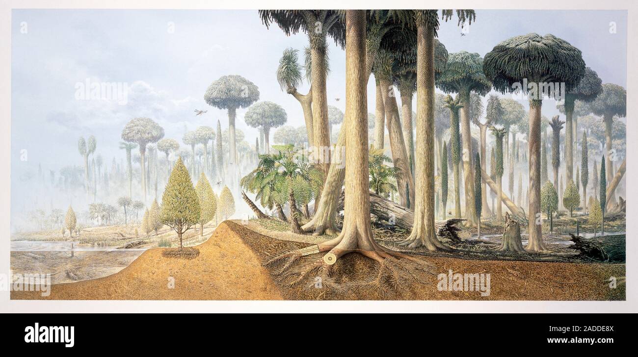 Carboniferous forest. Computer illustration of plants growing in a ...