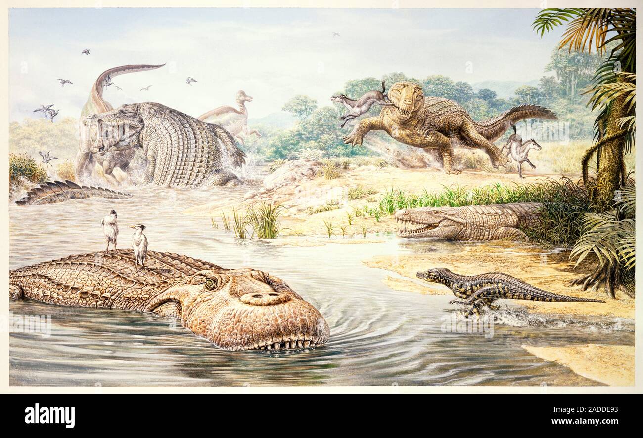 Prehistoric crocodiles. Computer illustration comparing various ...