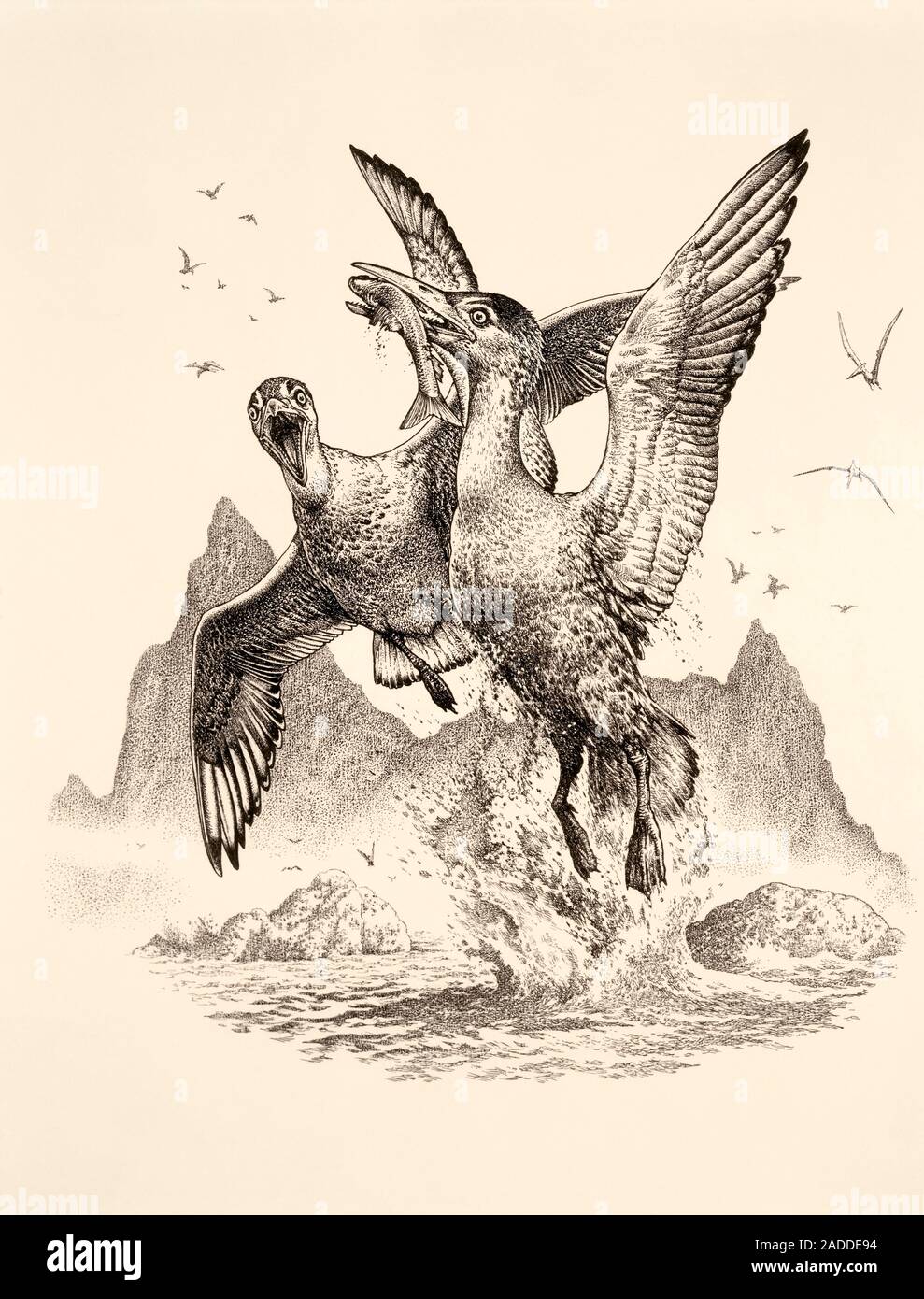 Ichthyornis prehistoric birds. Computer illustration of two Ichthyornis ...