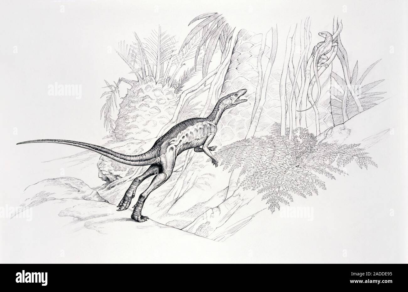 Lagosuchus dinosaur Computer illustration of a Lagosuchus sp. dinosaur amongst prehistoric ...