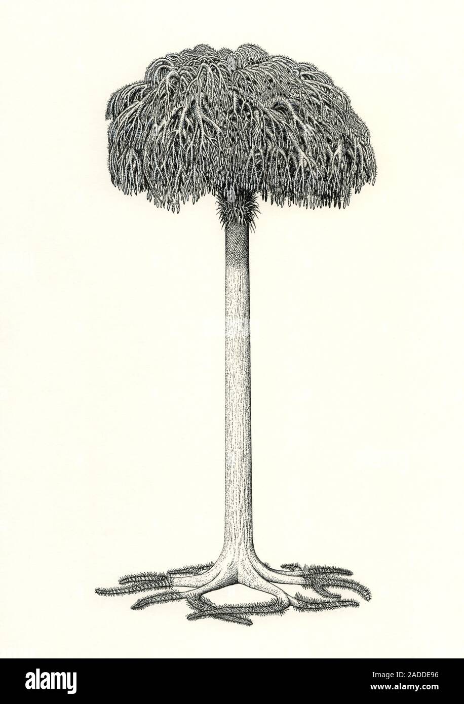 Lepidodendron prehistoric tree. Computer illustration of a ...