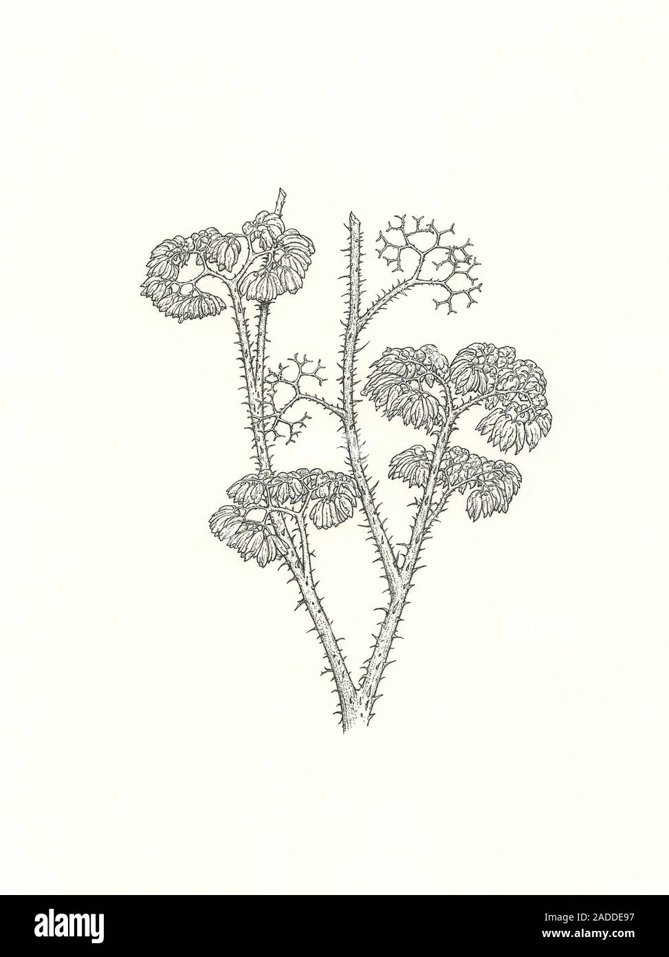 Psilophyton prehistoric plant. Computer illustration of a Psilophyton ...