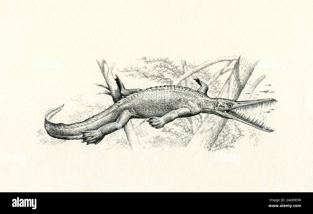 Mesosaurus prehistoric marine reptile. Computer illustration of a ...