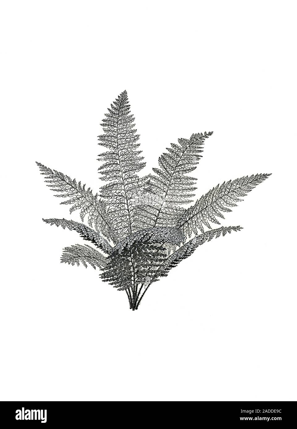 Renaultia prehistoric fern. Computer illustration of a Renaultia sp ...
