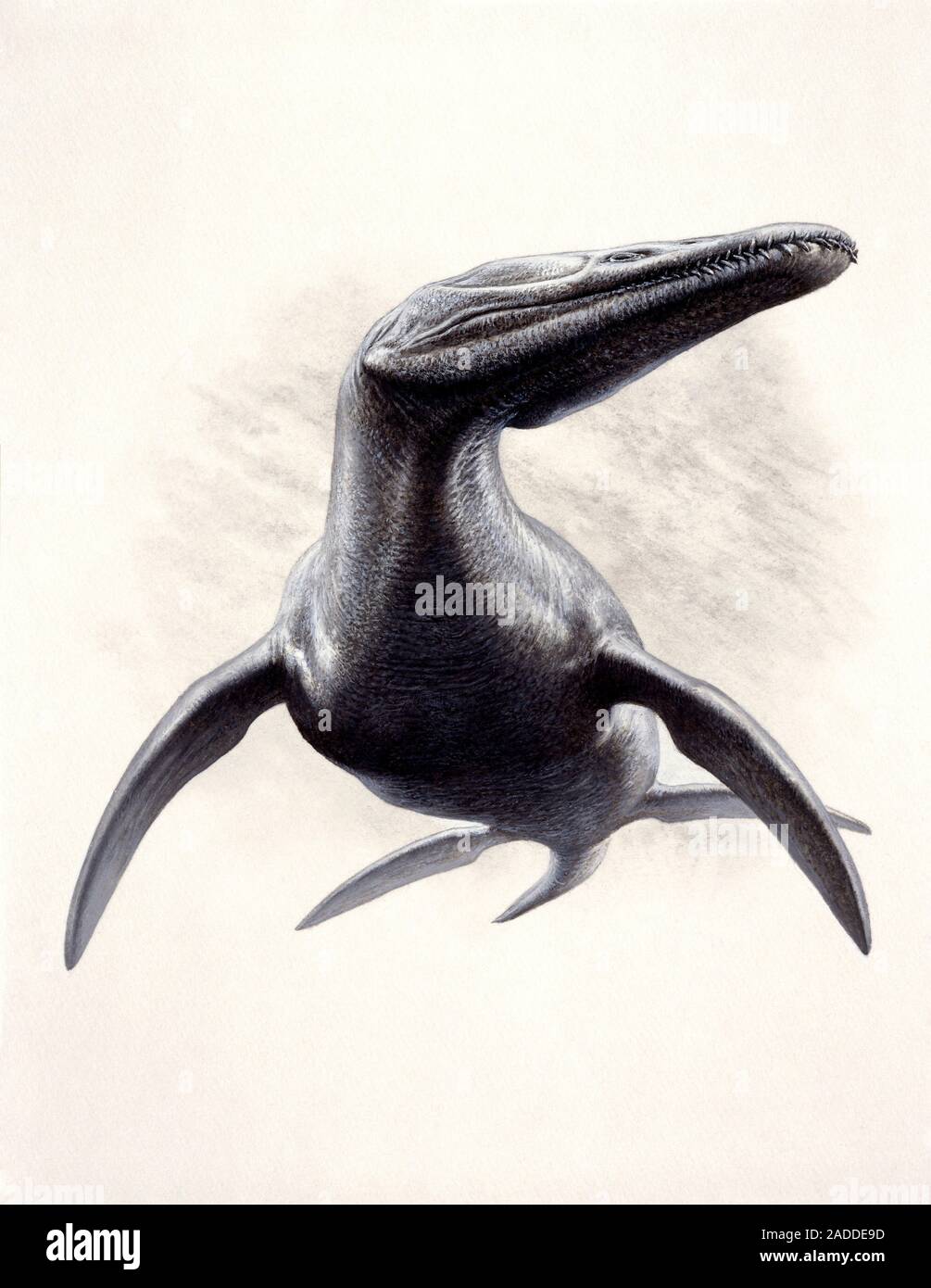 Rhomaleosaurus prehistoric marine reptile. Computer illustration of a ...