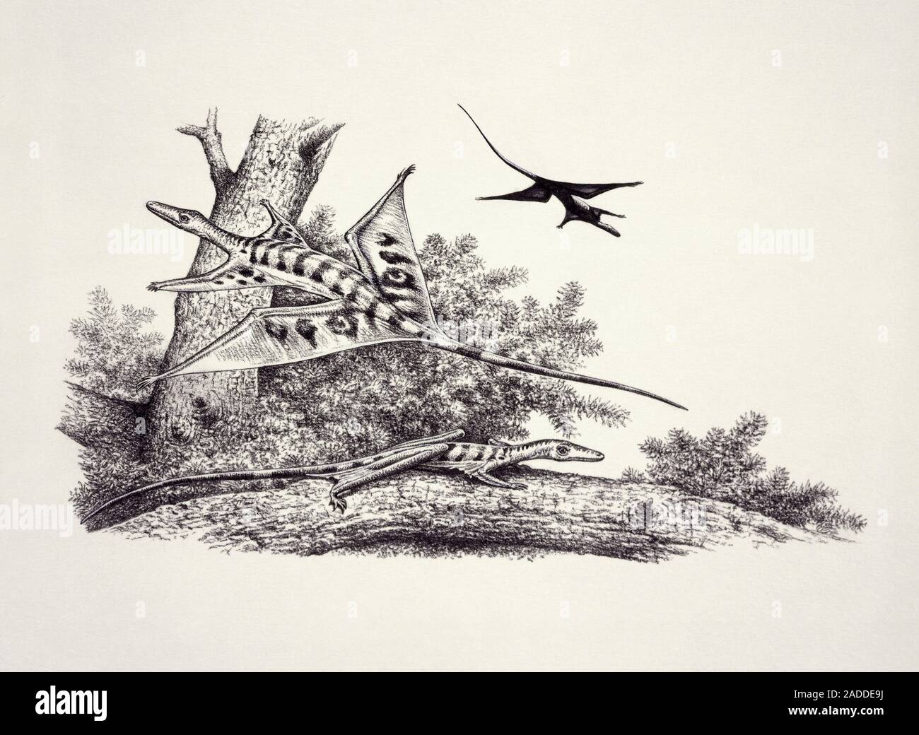 Sharovipteryx prehistoric gliding reptiles. Computer illustration of ...