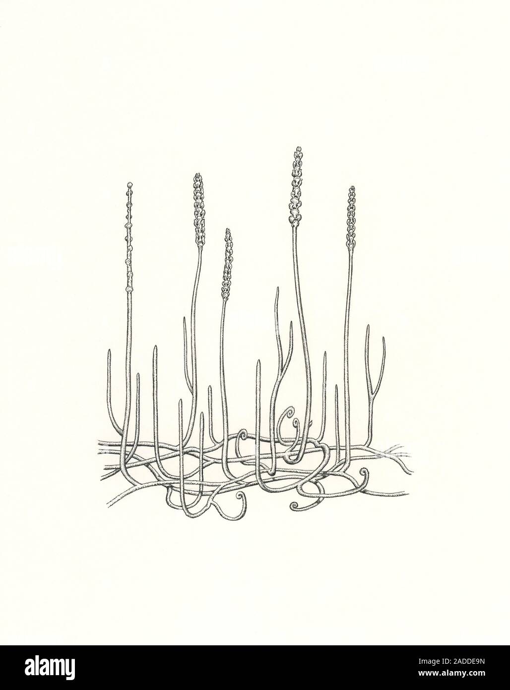 Zosterophyllum myretonianum prehistoric plant. Computer illustration of ...