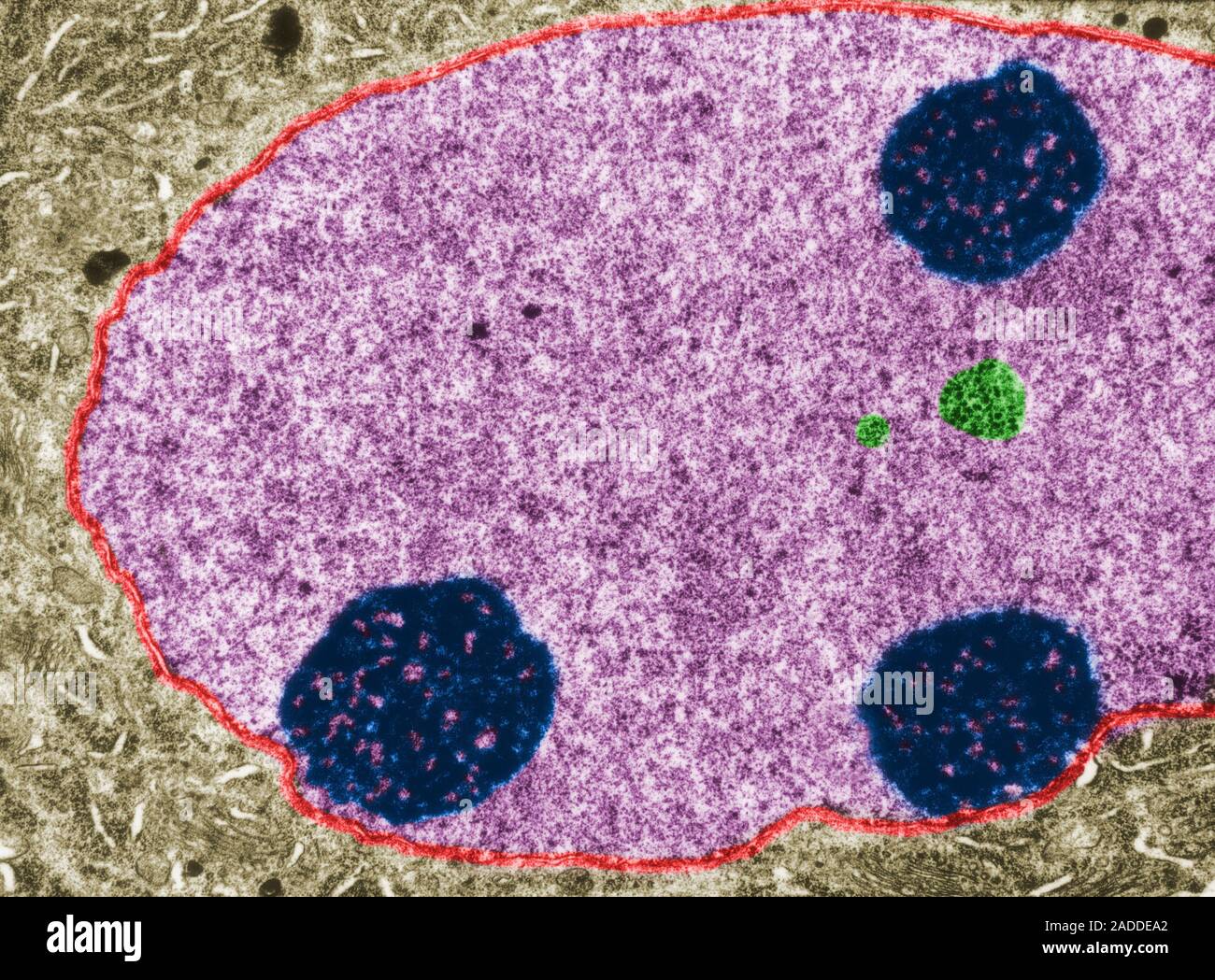 Coloured transmission electron micrograph (TEM) of a neuron nucleus ...