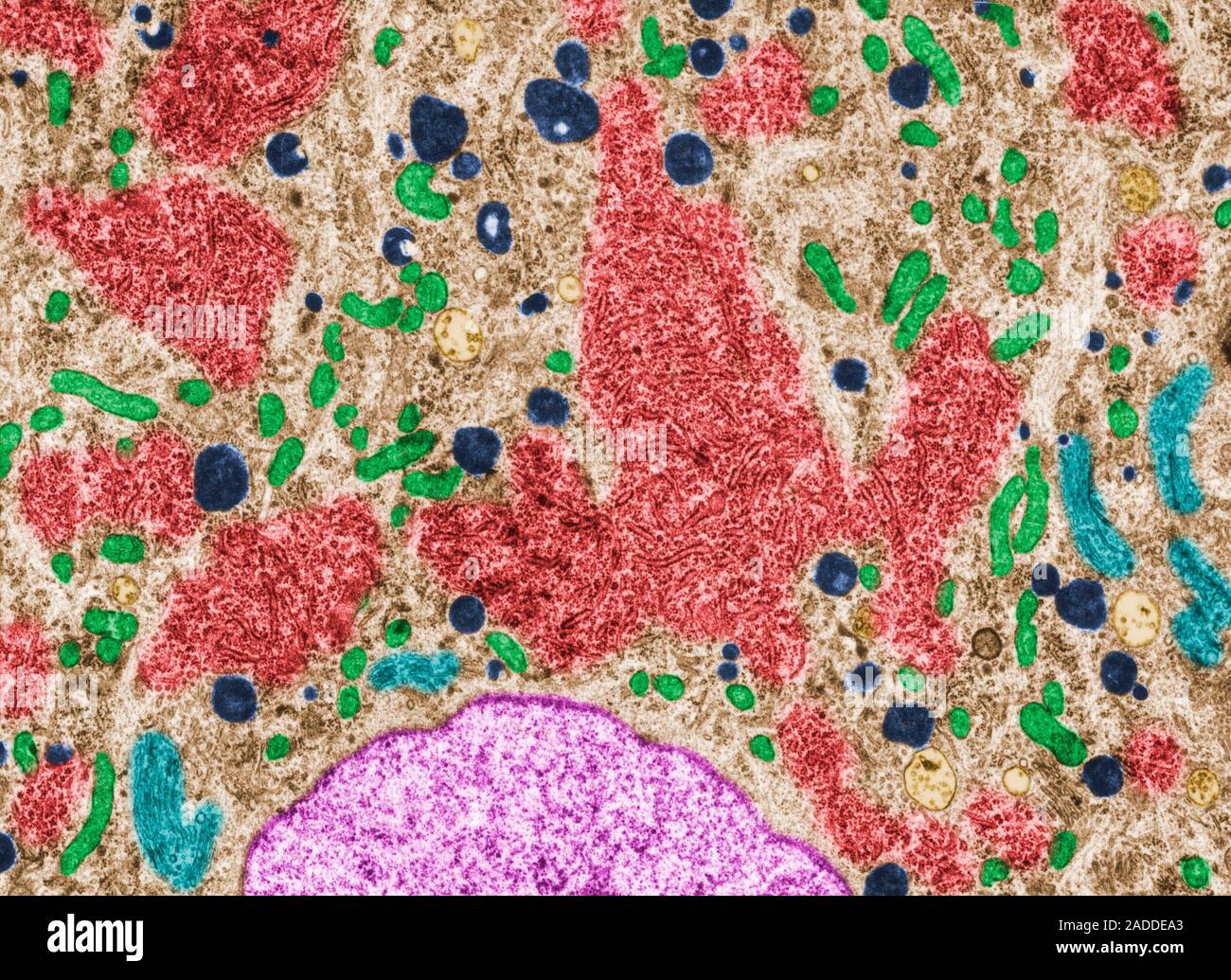 Coloured transmission electron micrograph (TEM) of the cytoplasm of a ...